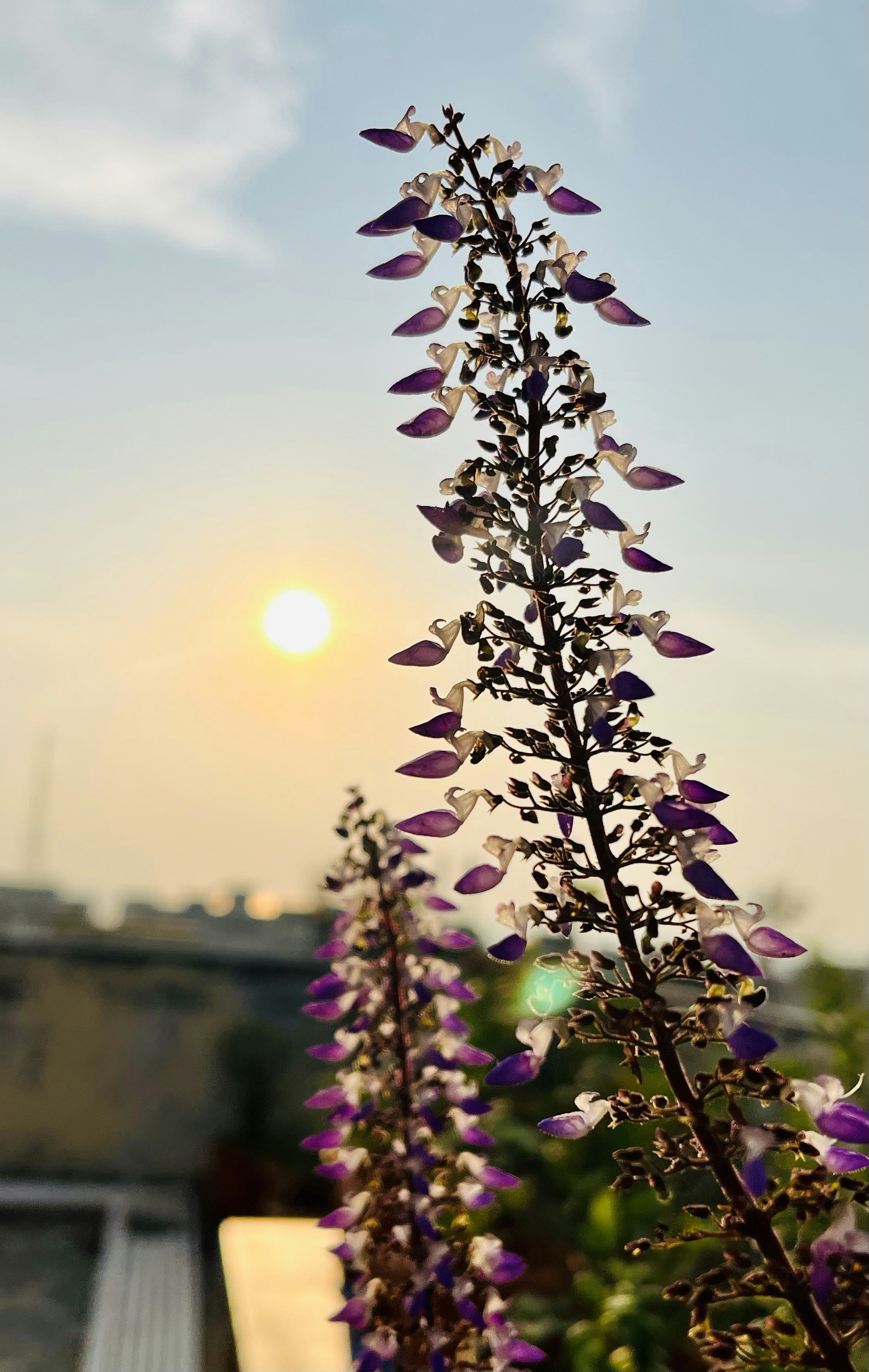 Golden Hour Blooms: Purple Spires Reach Toward a Quiet Skyline