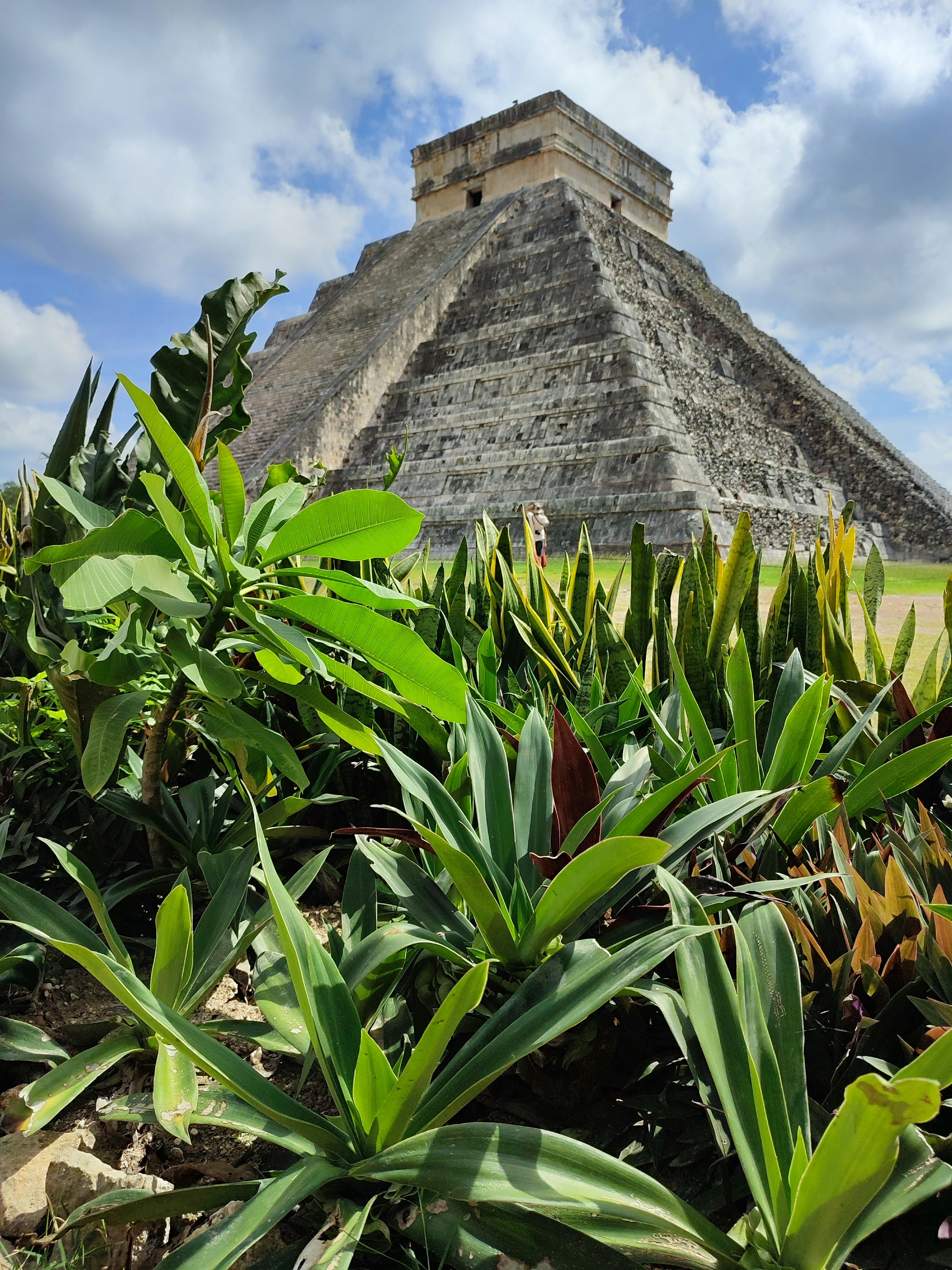 Stepped Maya pyramid rises behind lush foreground foliage, with tropical leaves framing the scene.