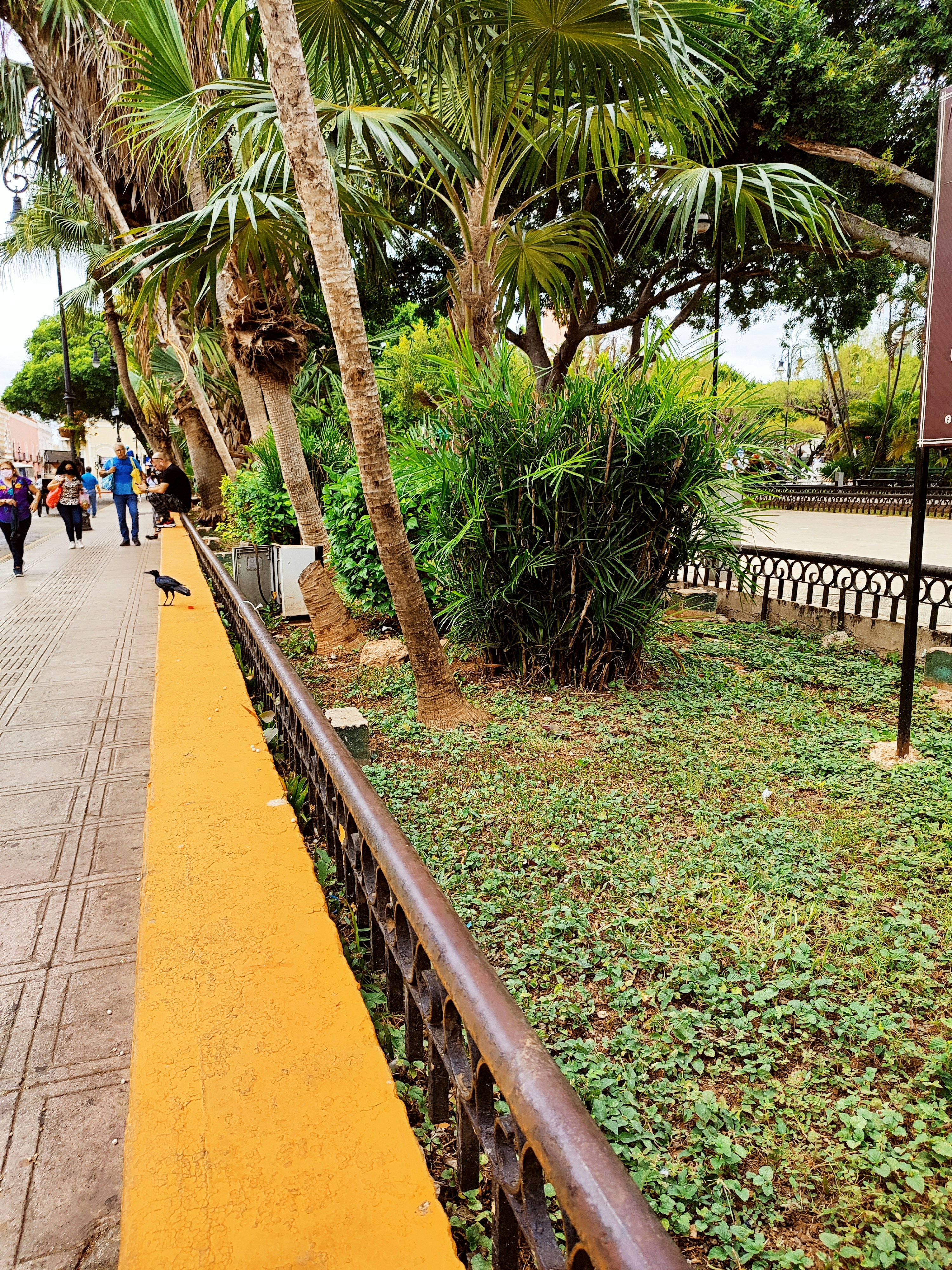 Palm-Fringed Promenade: A Dog Traverses the Sunlit Yellow Curb