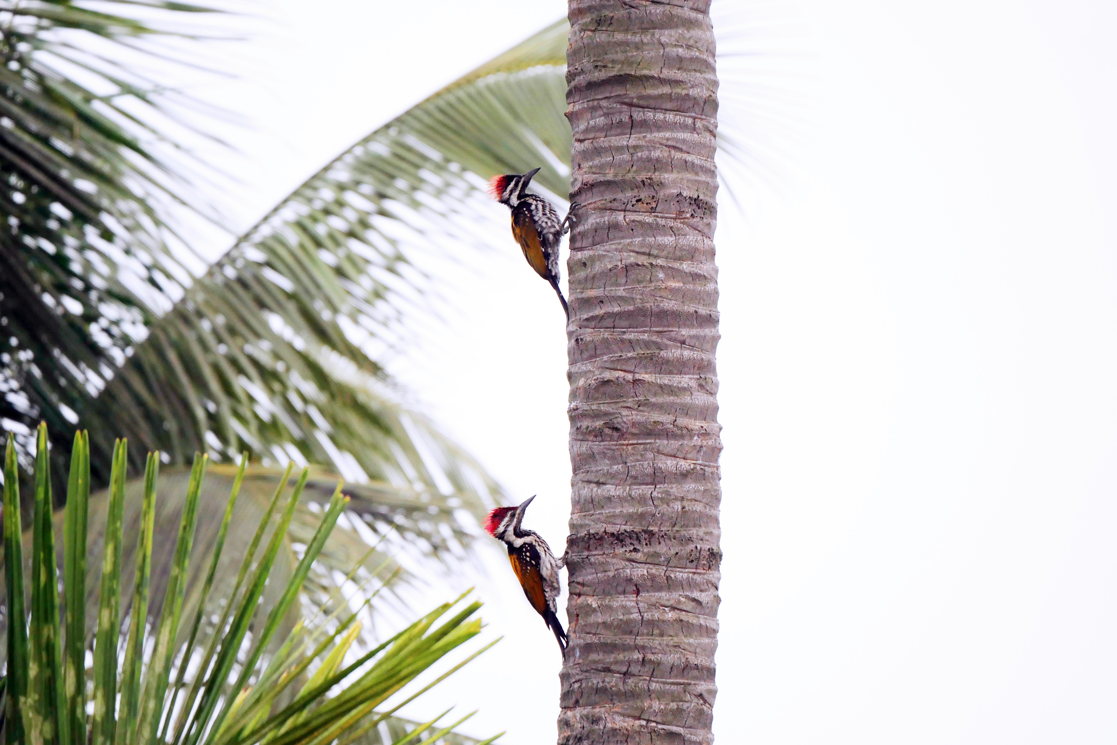 Palm-Tree Rendezvous: Two Woodpeckers Clinging to Vertical Bark