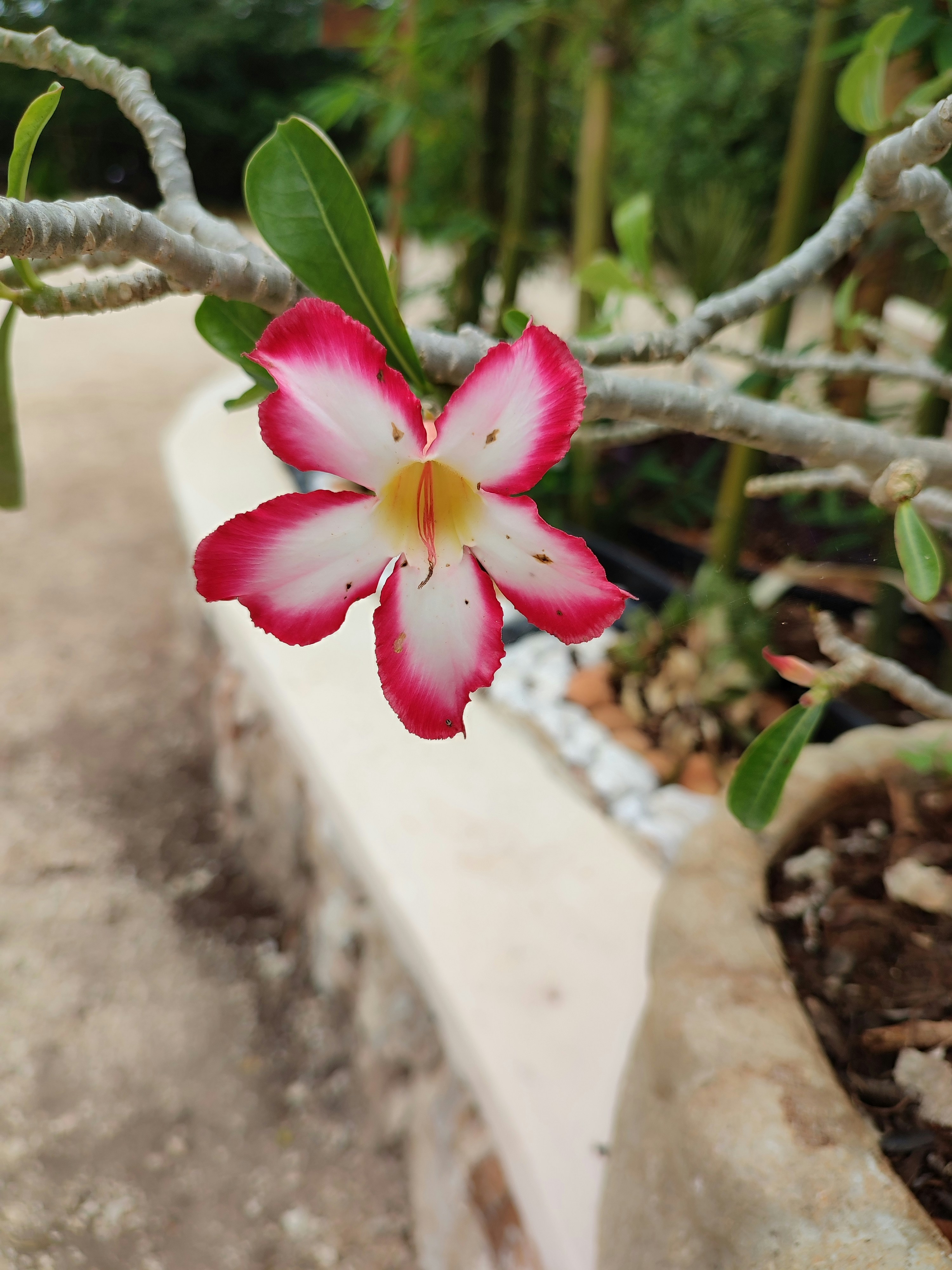 A pink-edged Desert Rose bloom sits on a branch in a sunlit garden, with a blurred pathway in the background.
