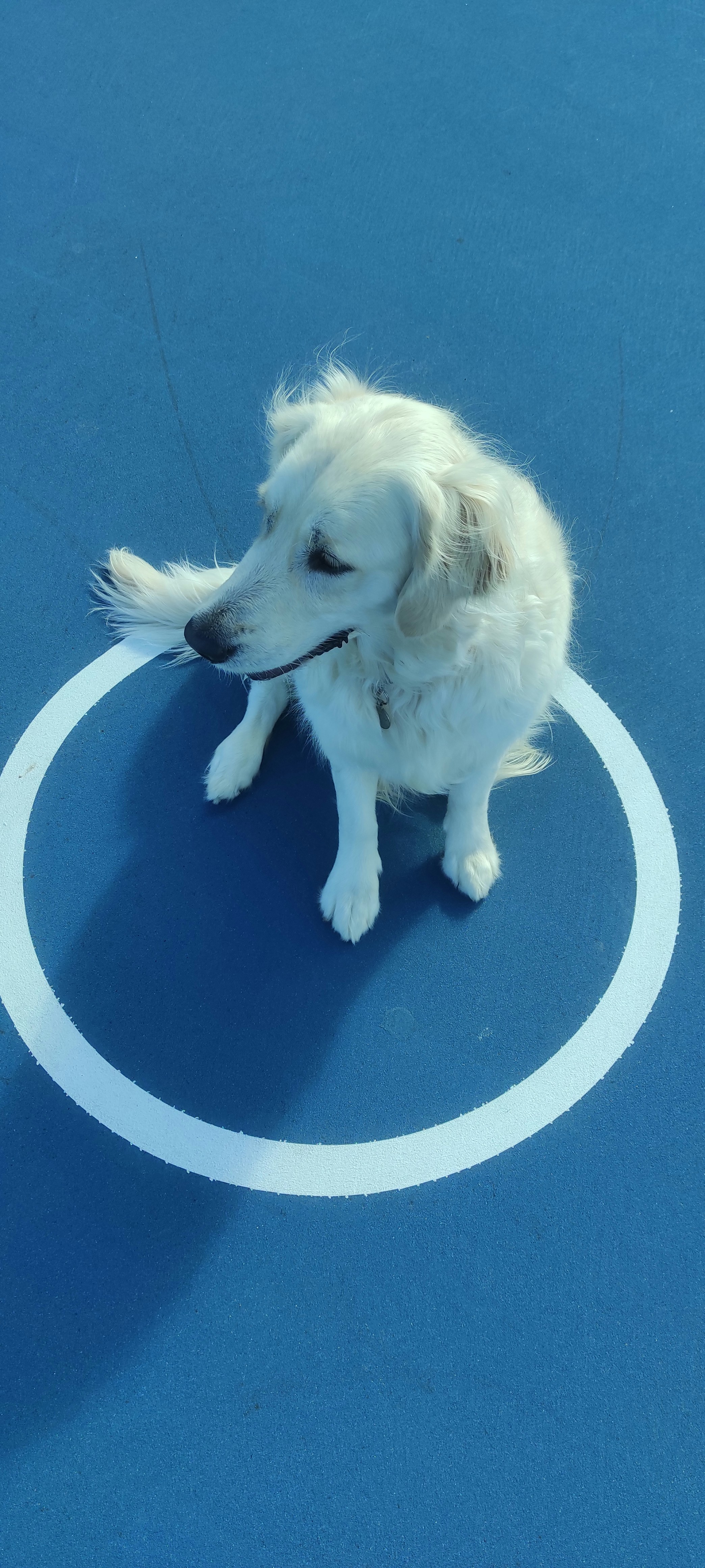 White-coated dog sits calmly inside a white circular ring on a blue surface, gazing to the left.