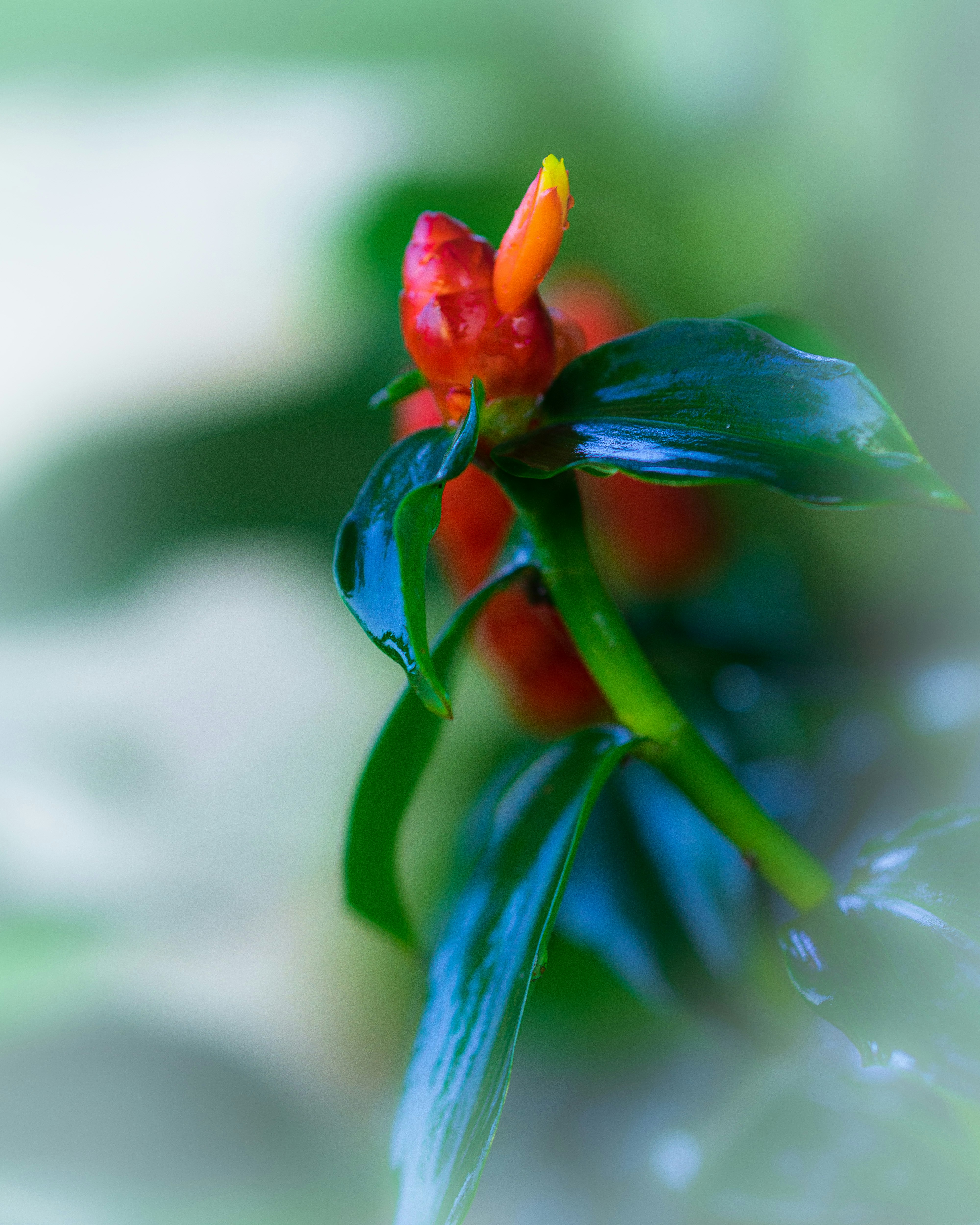 Flame Bud in Velvet Green: A Macro Portrait of a Tropical Blossom