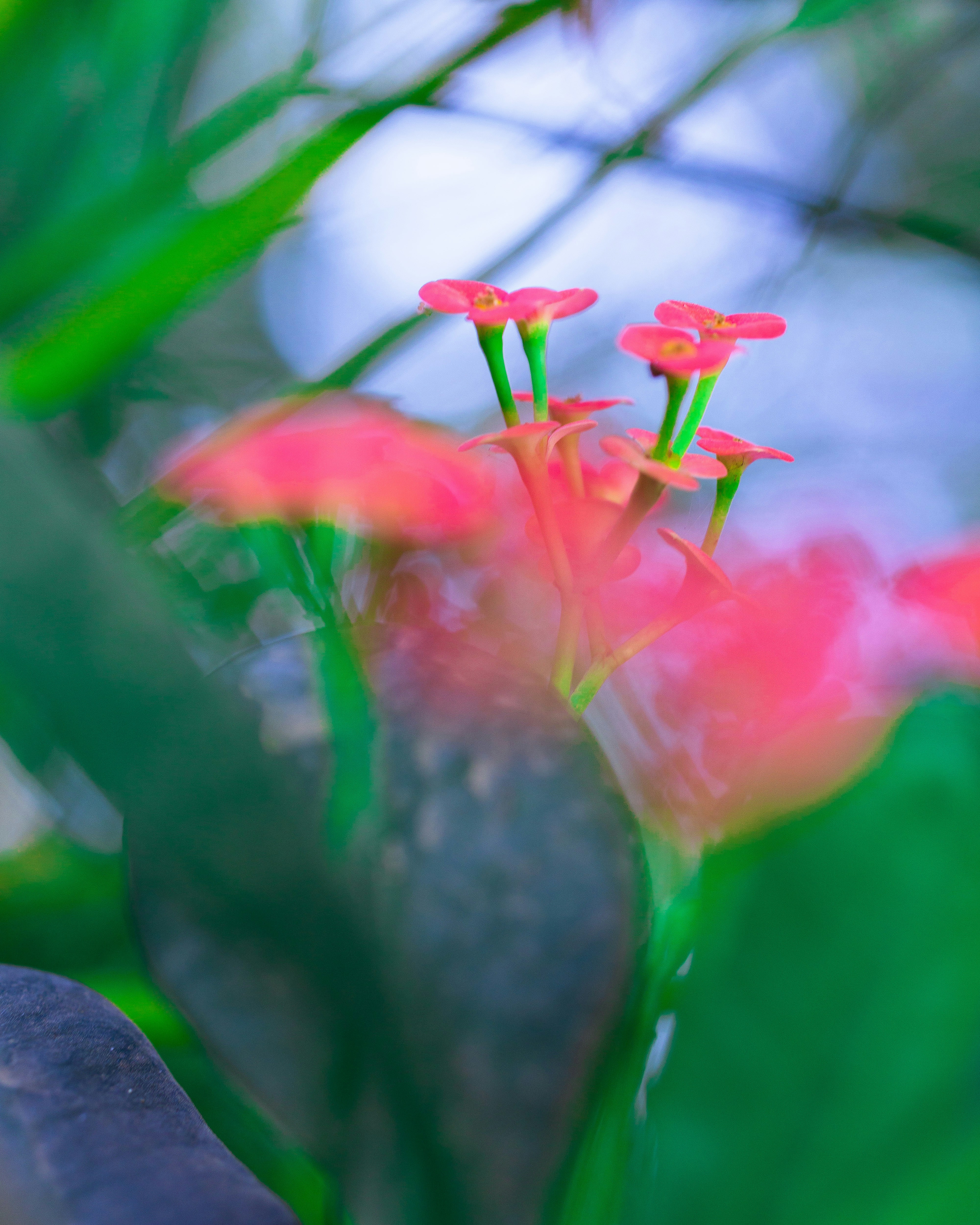 Pink Micro-Flowers Breaking Through a Velvet Green Blur