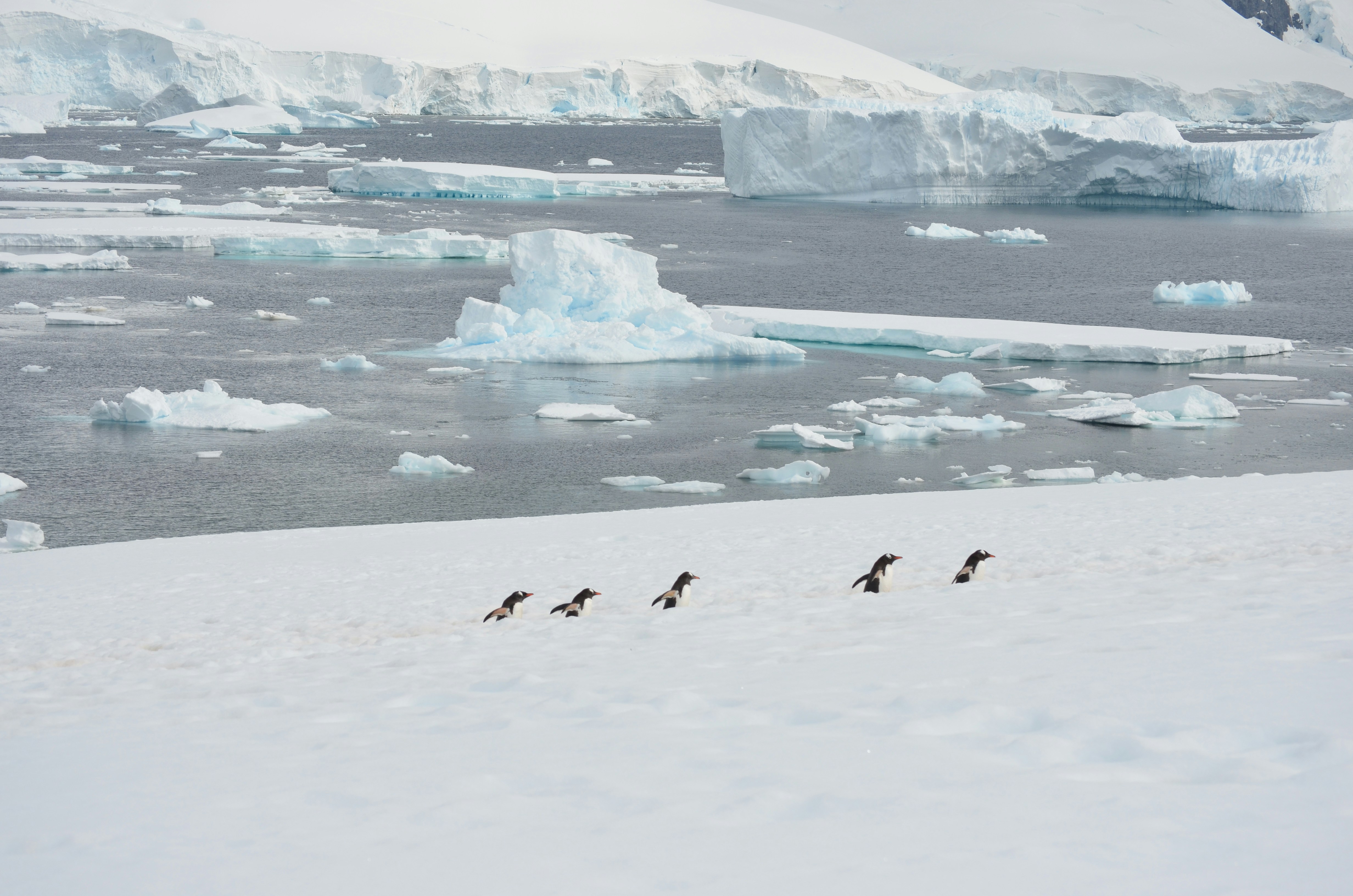 Birds flying over ice and snow photo – Free Antarctica Image on Unsplash