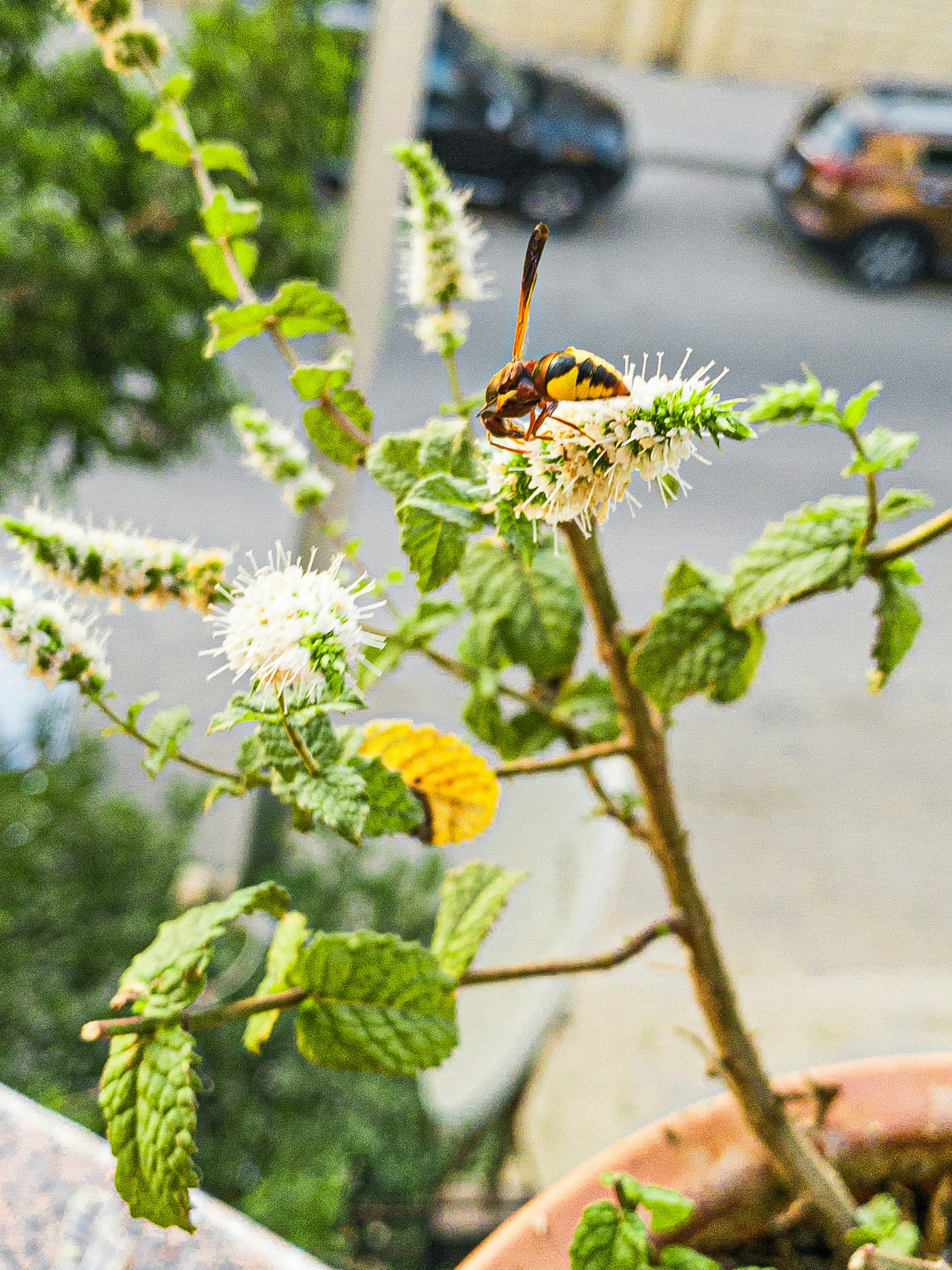 Urban Pollinator on a White Puffball Bloom