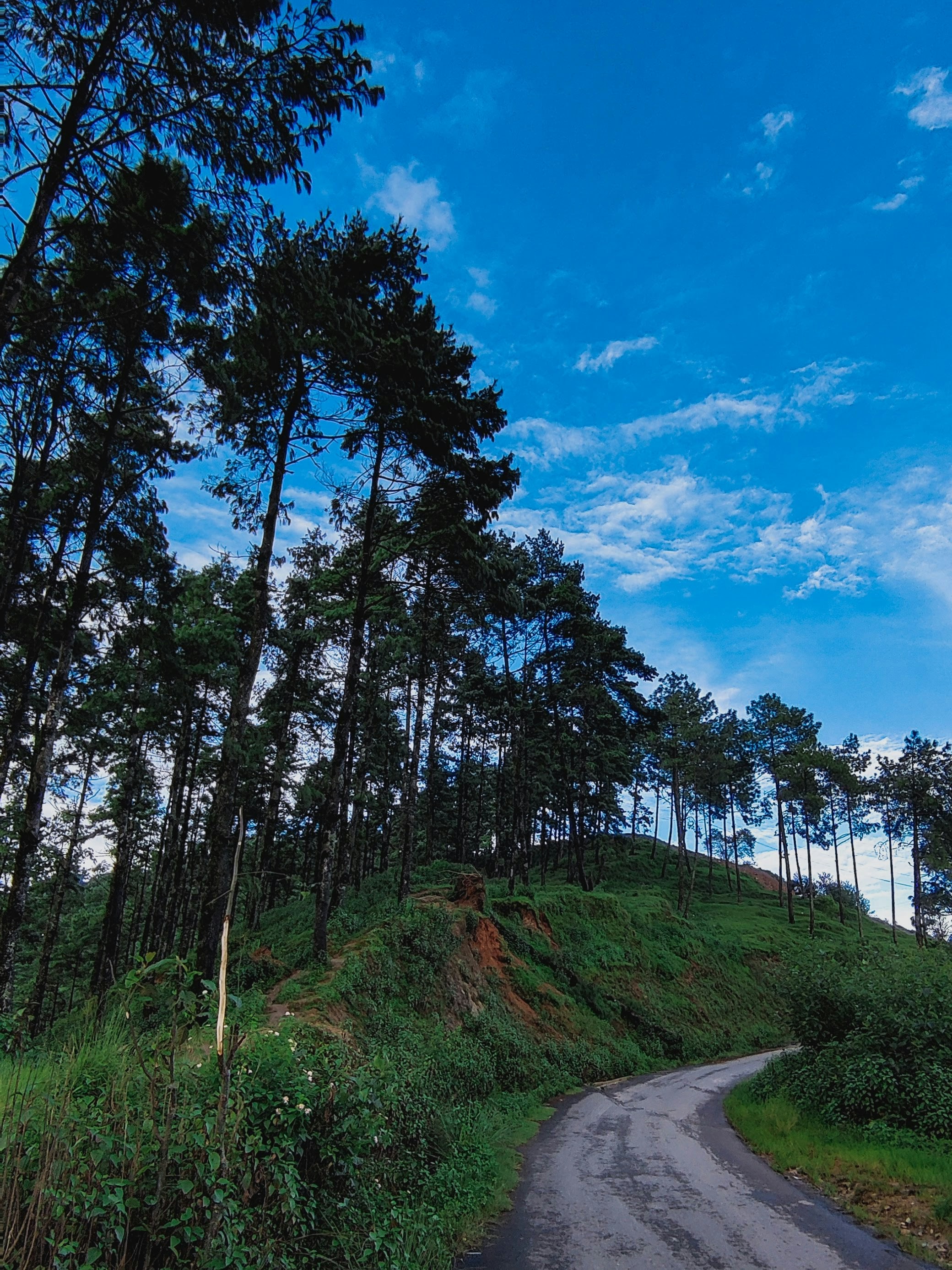 Serpentine Pines: A Winding Road Through Emerald Hills