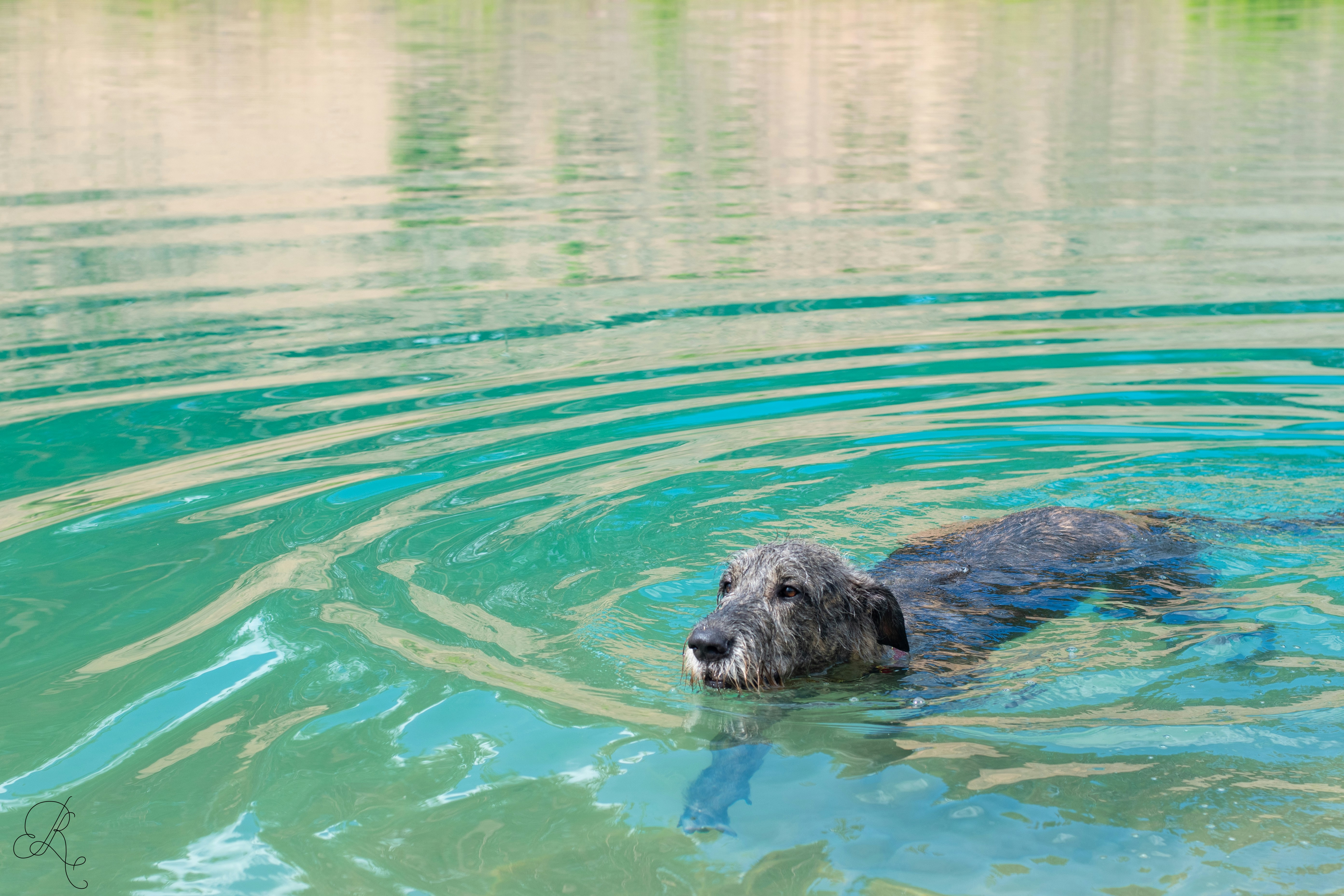 An otter swimming in water photo – Free Water Image on Unsplash