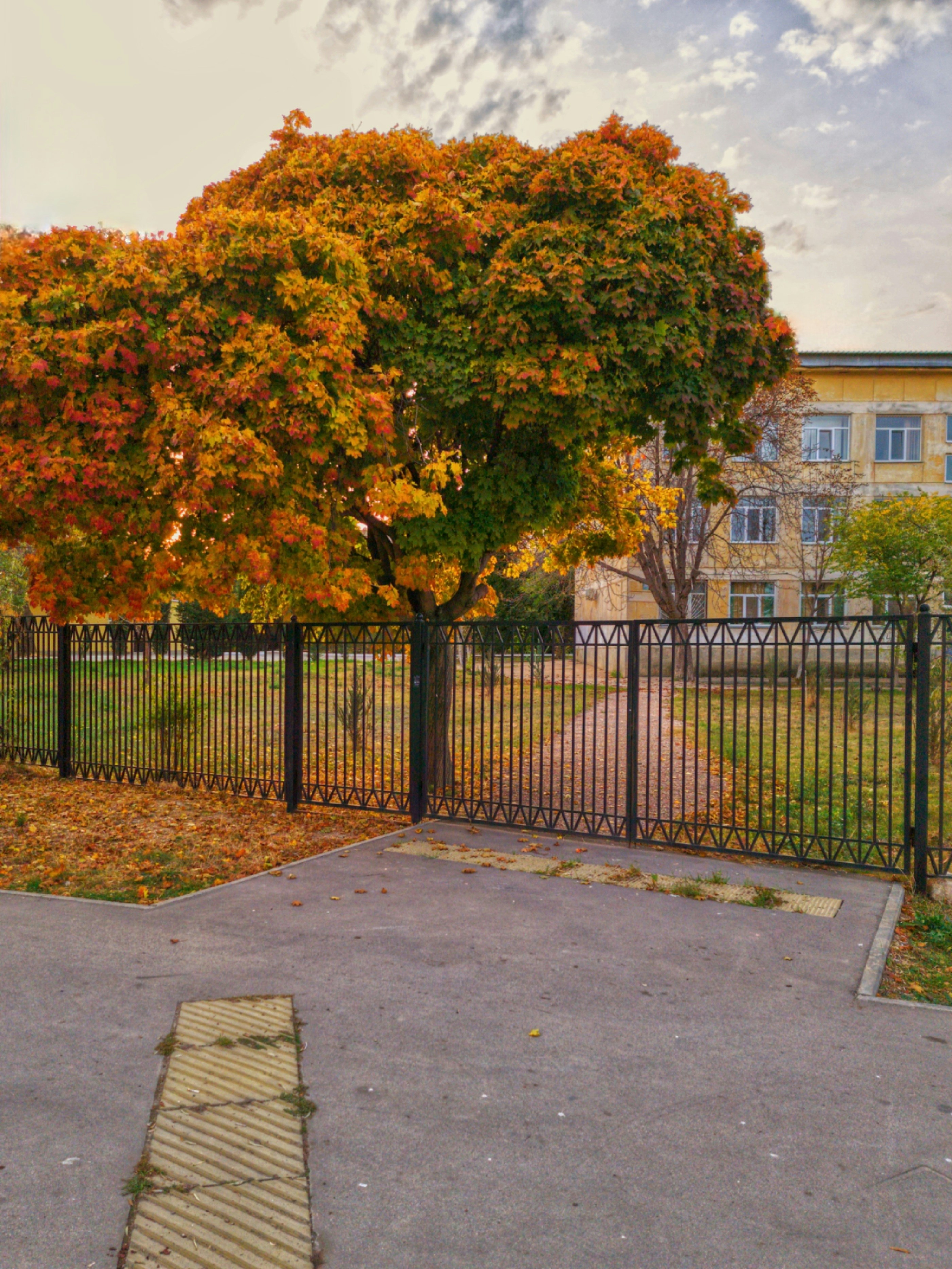 Autumn Gate: A Tree framed by a Quiet Fence and School Building