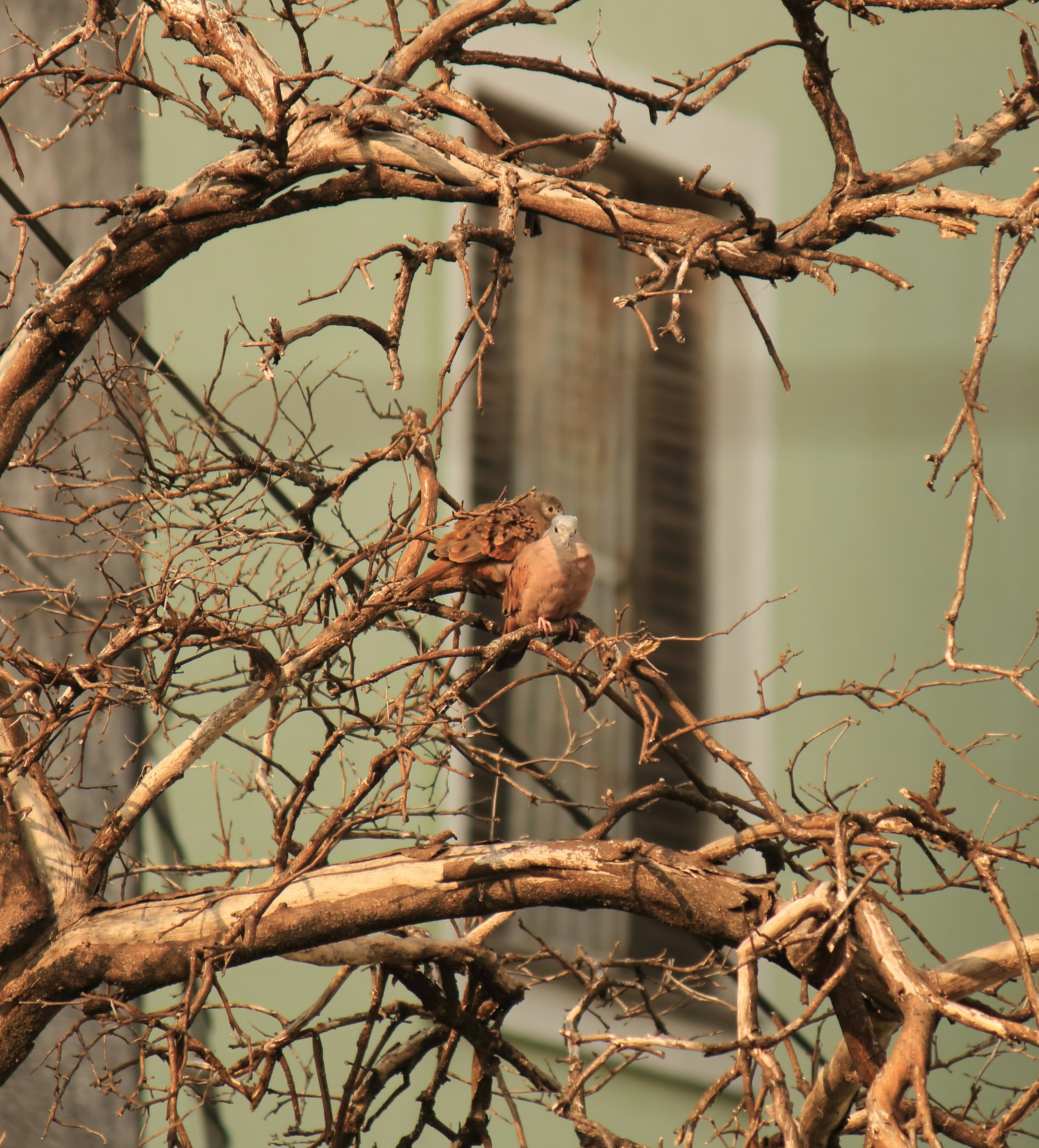 A small bird perched on a bare branch, surrounded by intricate twigs against a soft-colored background. 