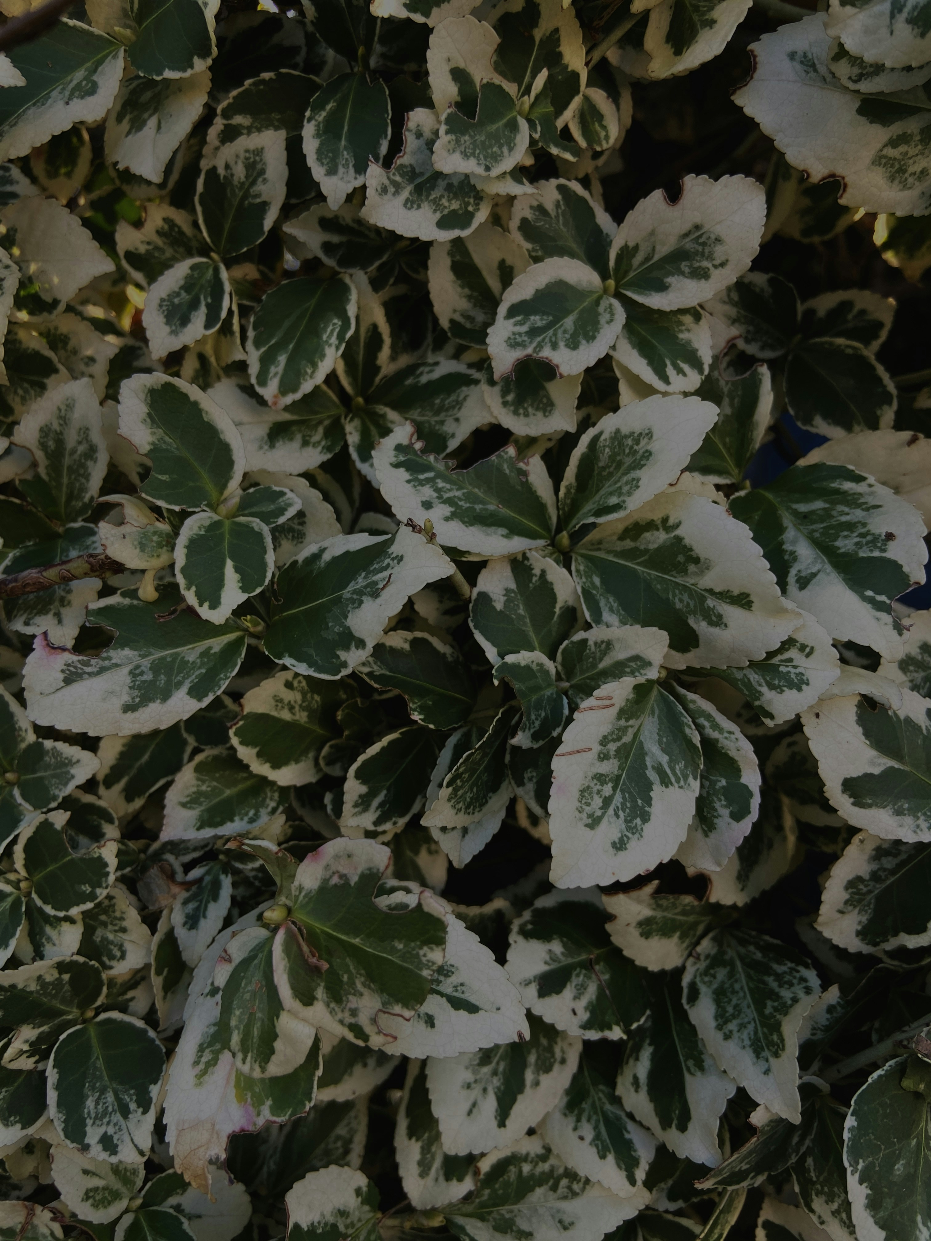Cream-Edged Emerald: A Close-Up of Variegated Hedge Foliage