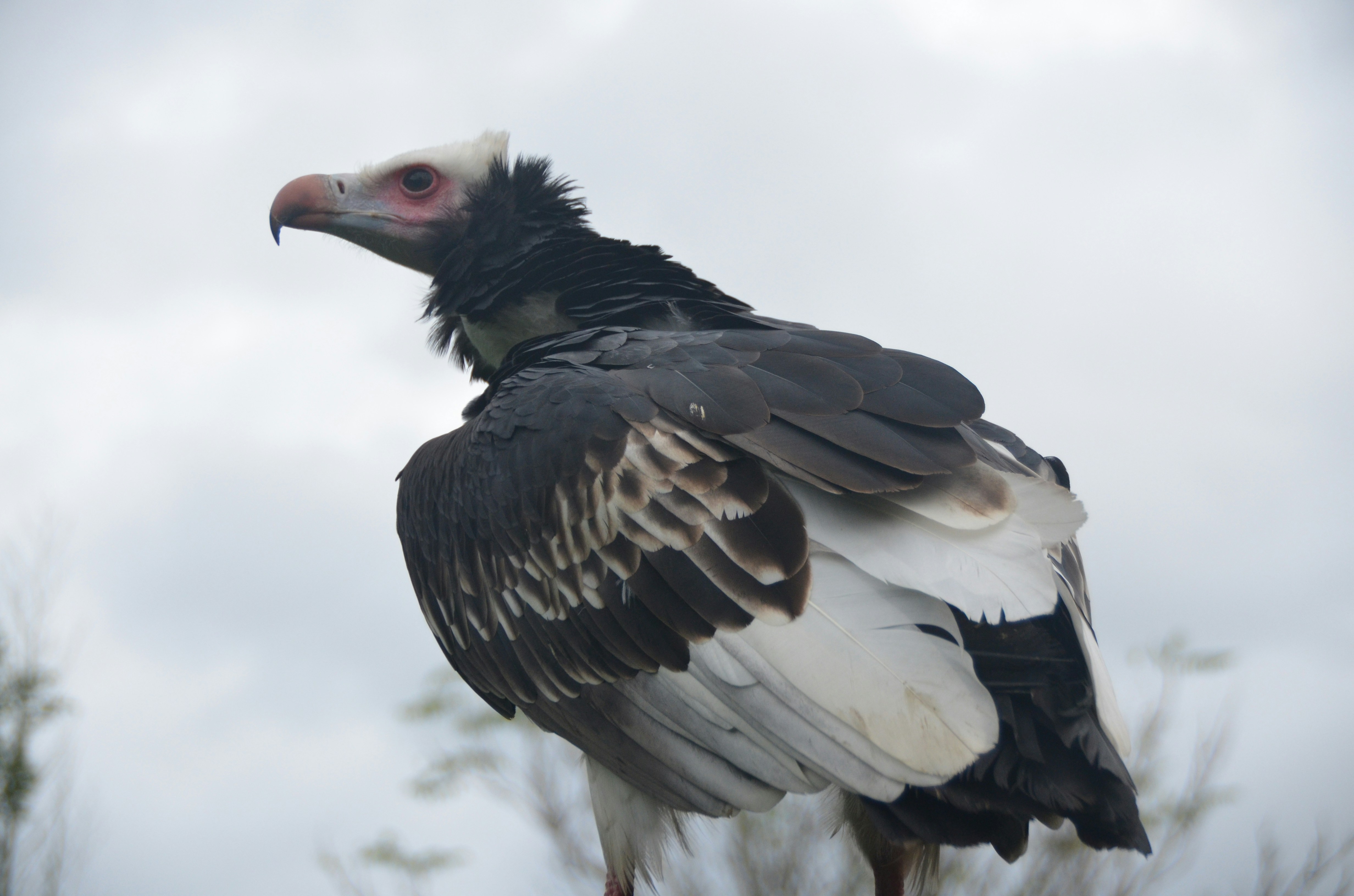Taken at Dierenpark Oliemeulen - November 2022 | a bird with a red eye