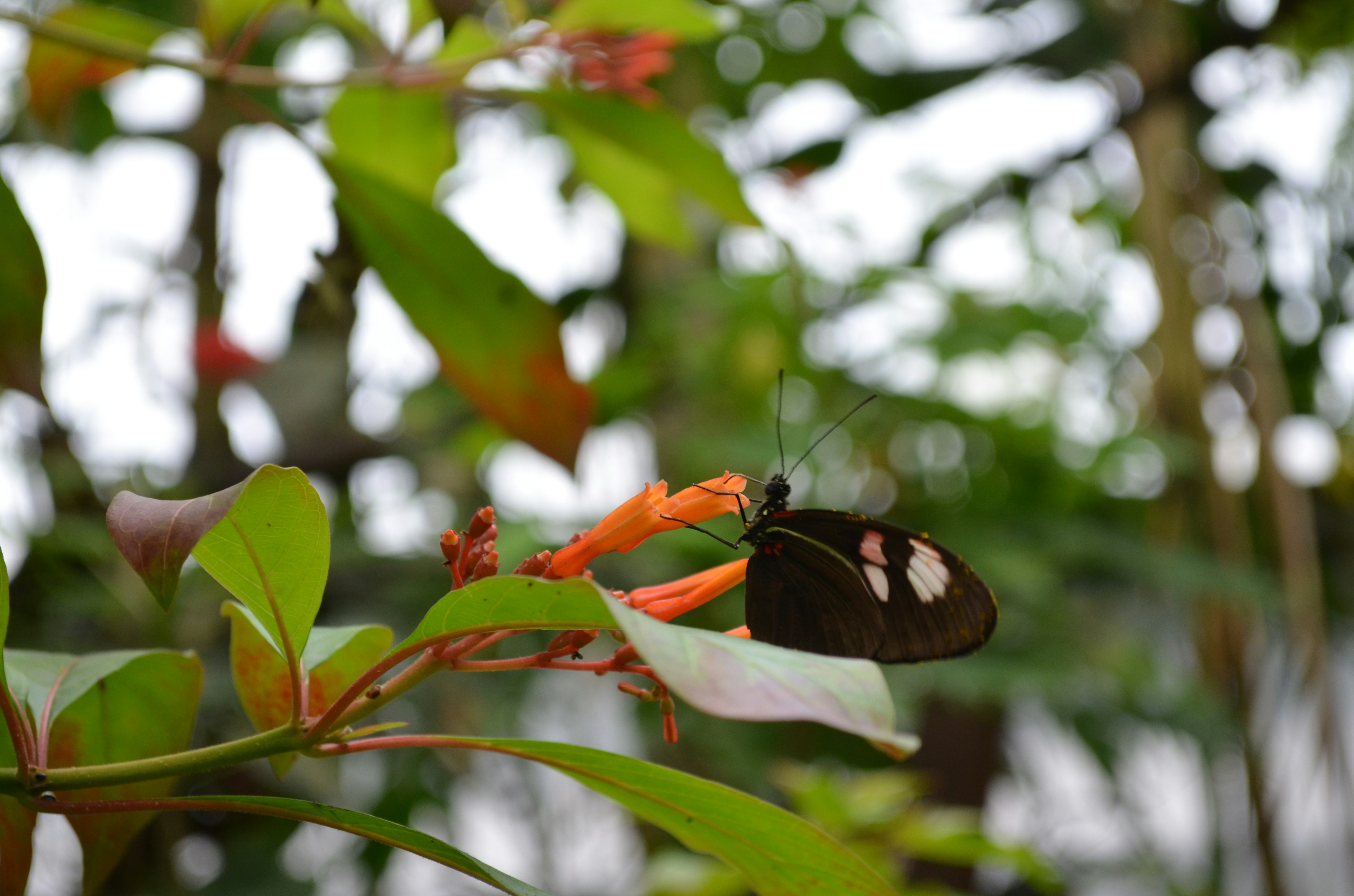 Taken at Wildlands Emmen - June 2022 | a butterfly on a flower