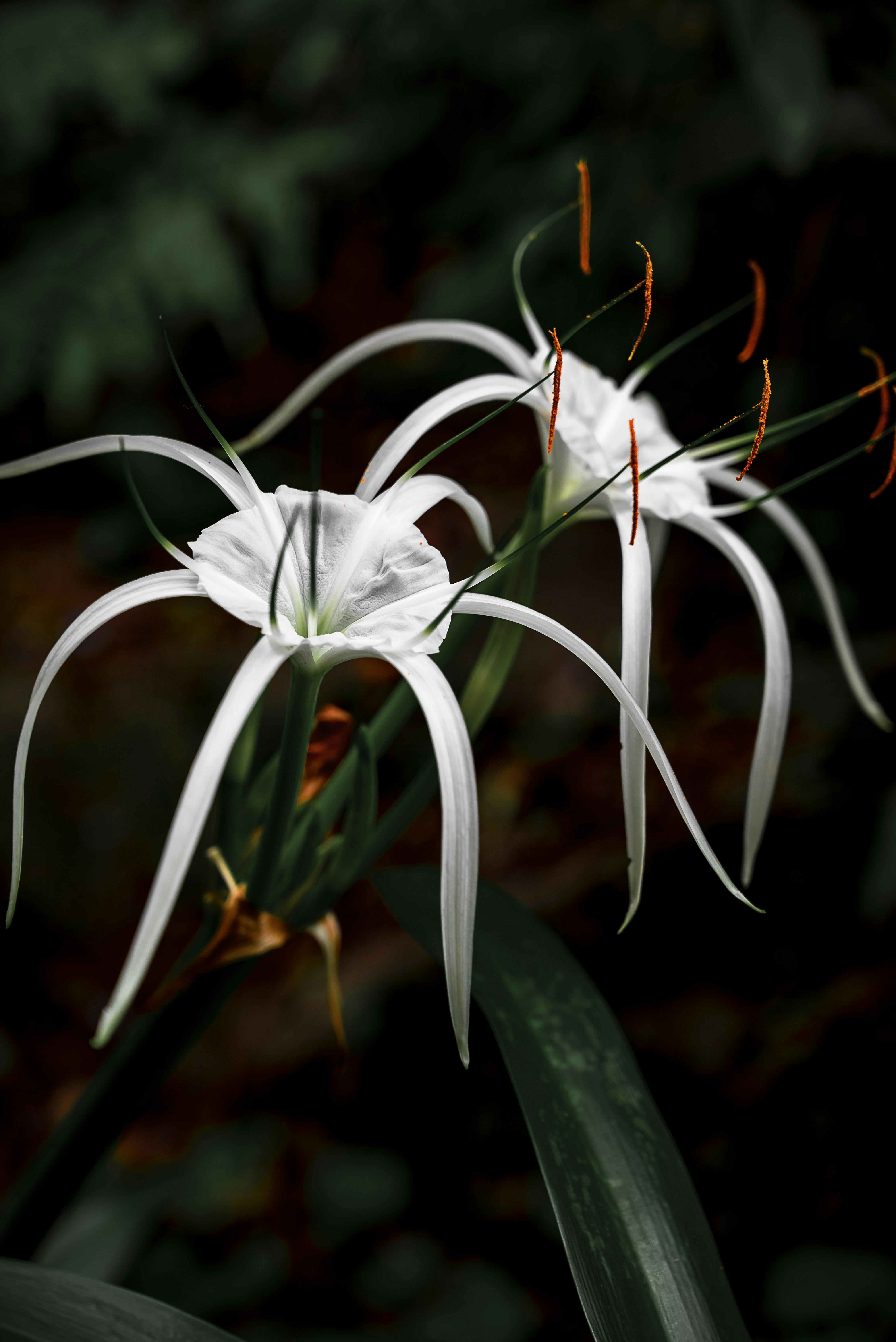 Whispers of White: Spider Lily in Focus