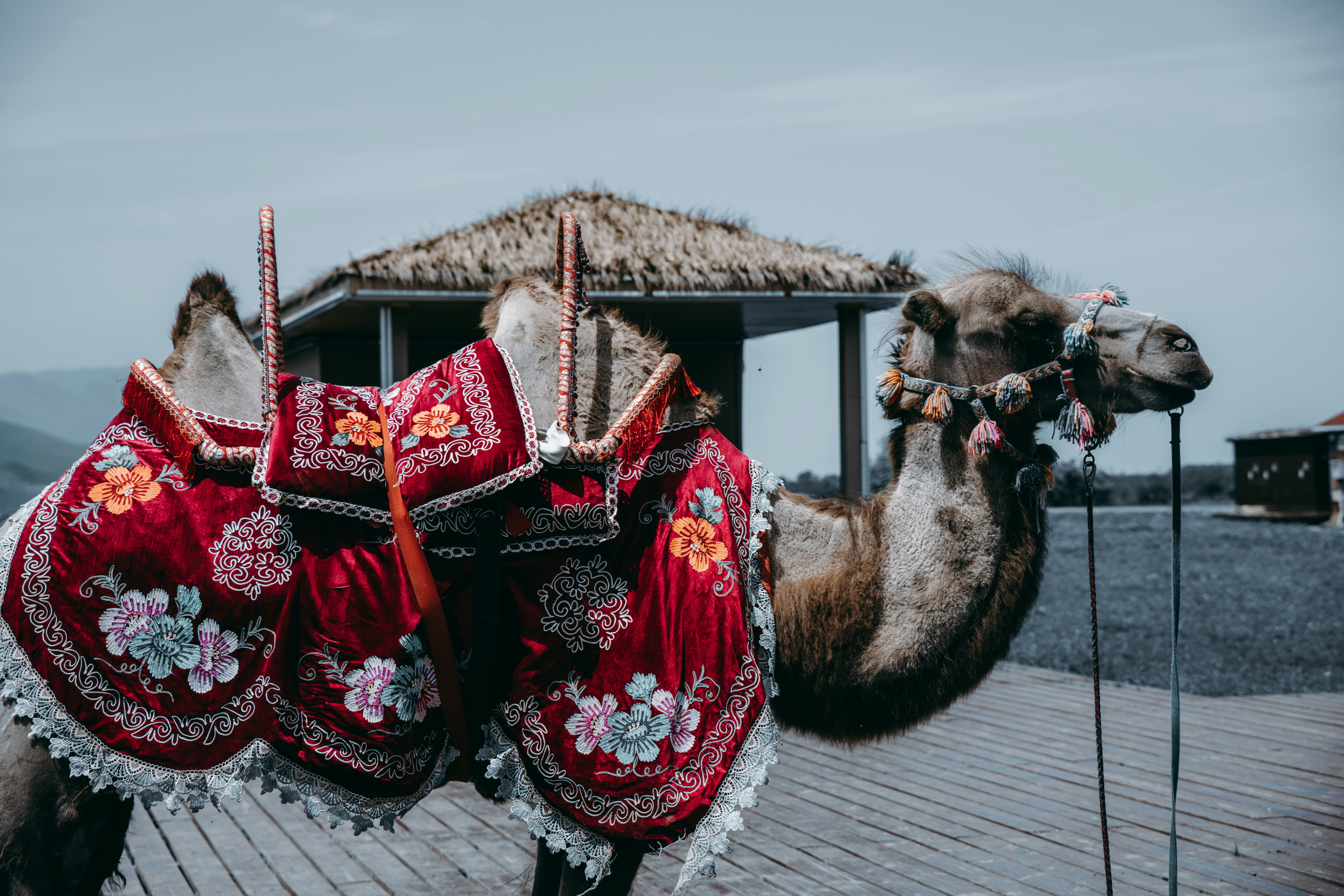Embroidered Camels by the Sea: A Coastal Portrait on the Boardwalk