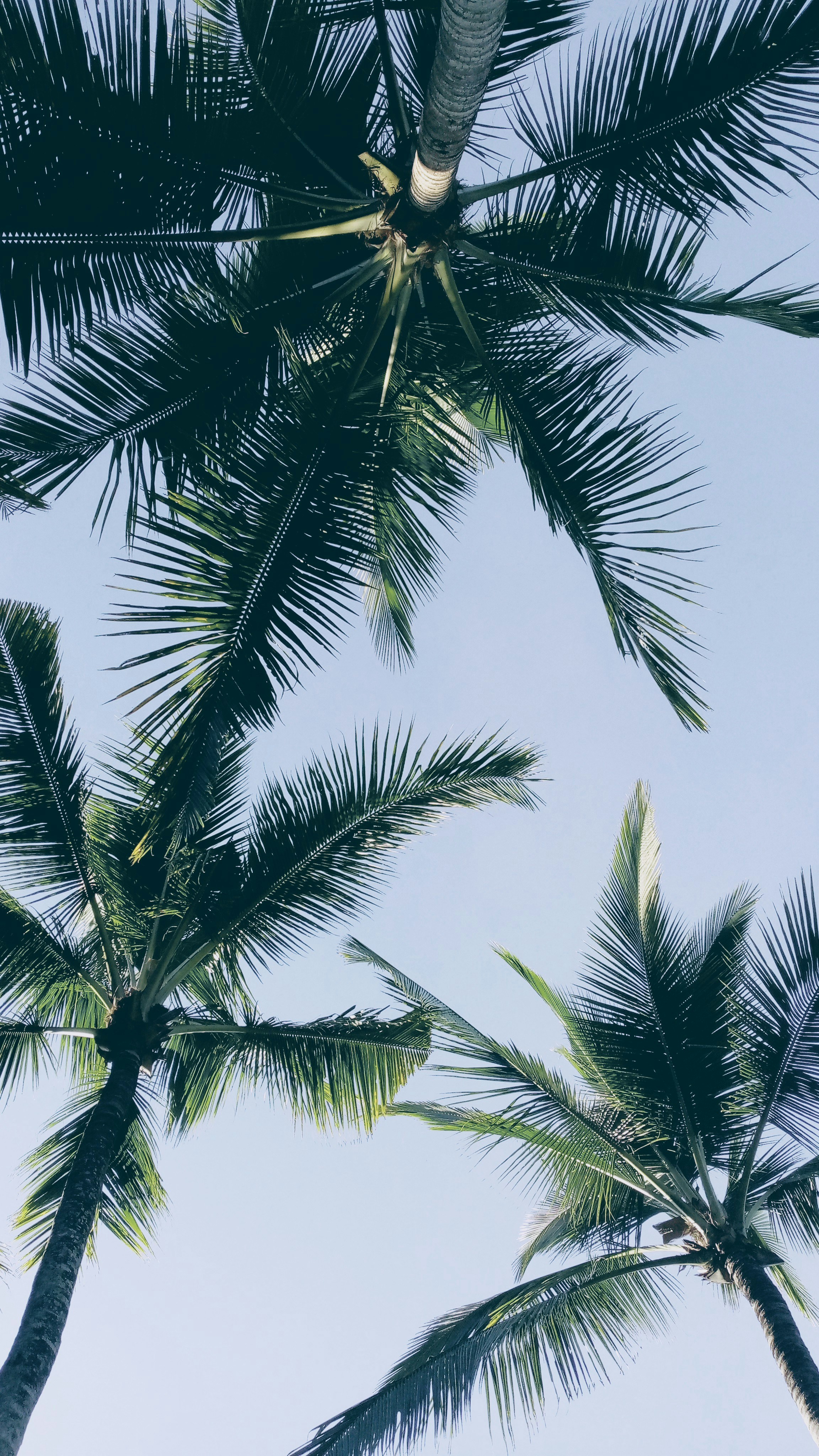 A group of palm trees photo – Free Bali Image on Unsplash