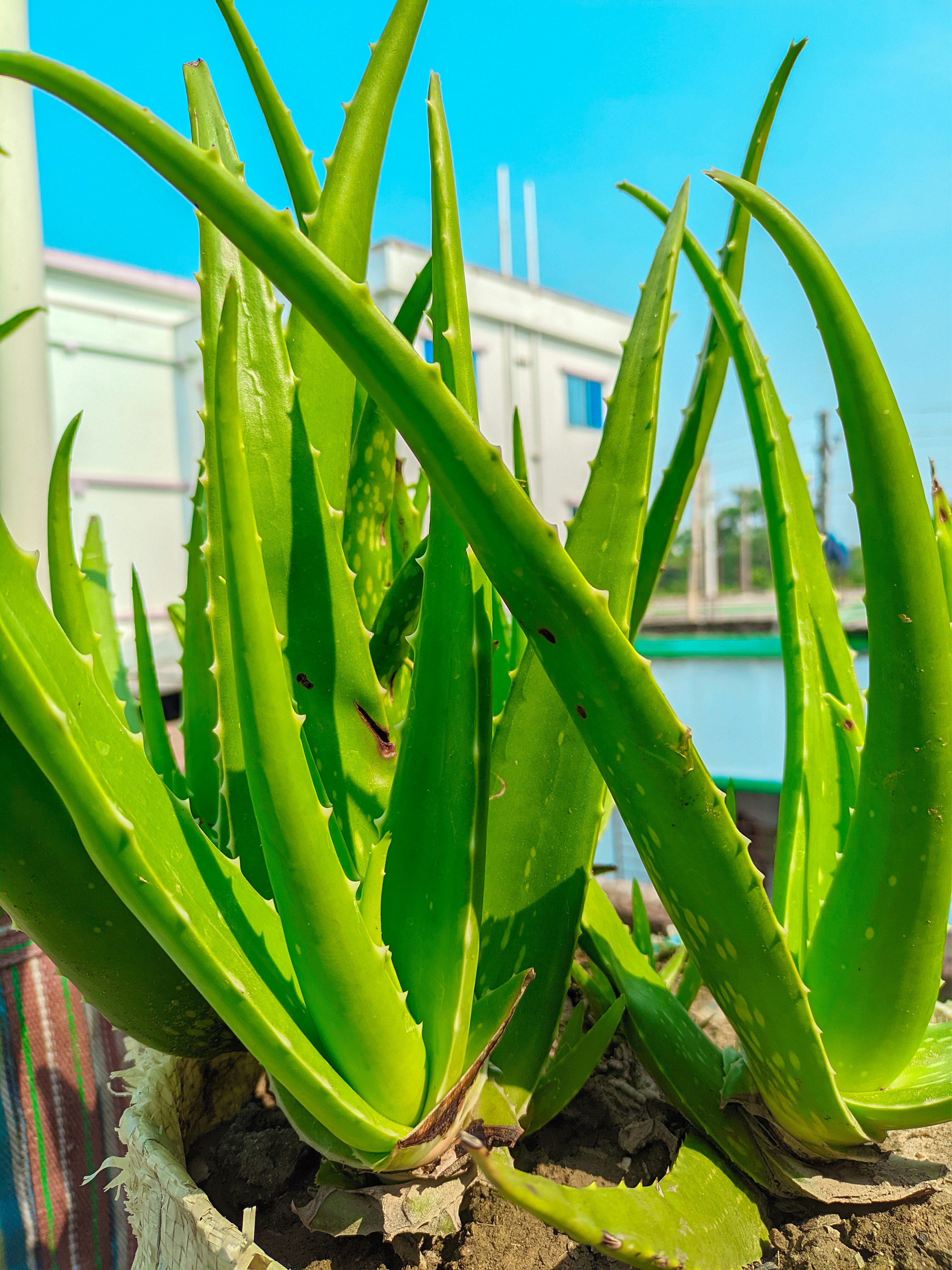 Bright green succulent blades rise in a sunlit planter with a blurred urban backdrop, capturing the plant's spiky texture and vibrant color.