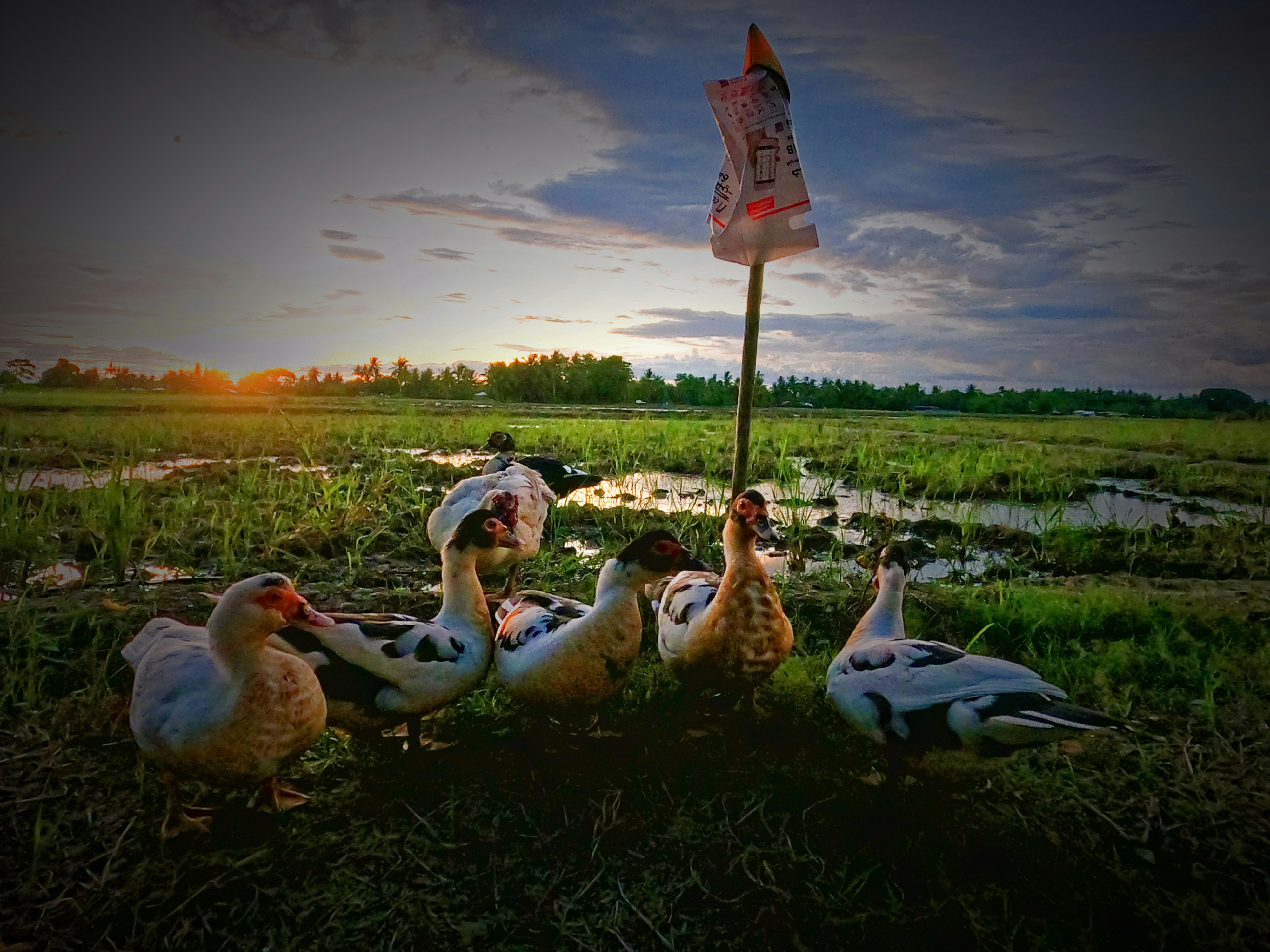 Group of ducks resting on a muddy marsh with a sunset sky and a tall flag behind them. The scene captures a quiet rural wetland moment.