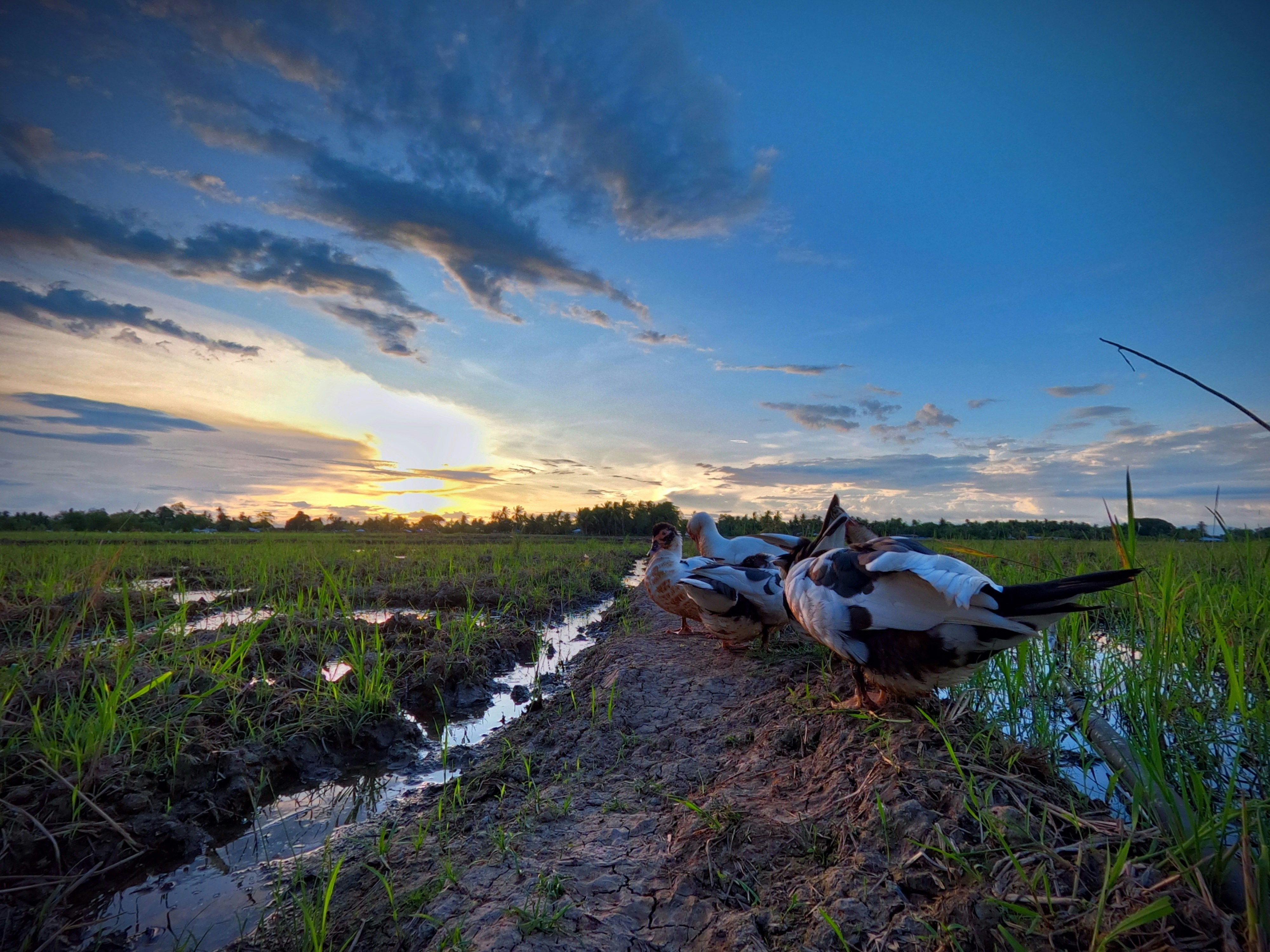 Ducks on the Mudflats at Sunset