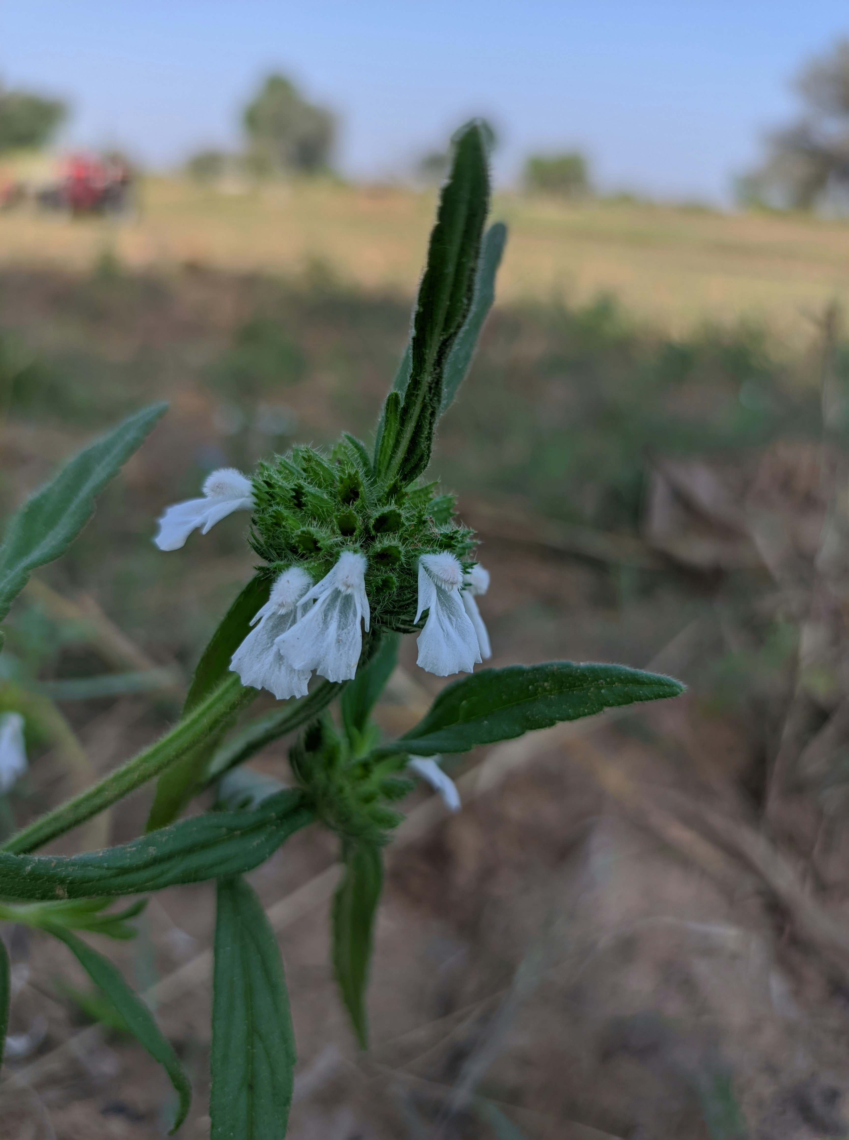 Close-up of a delicate white-flowered stem against a blurred field