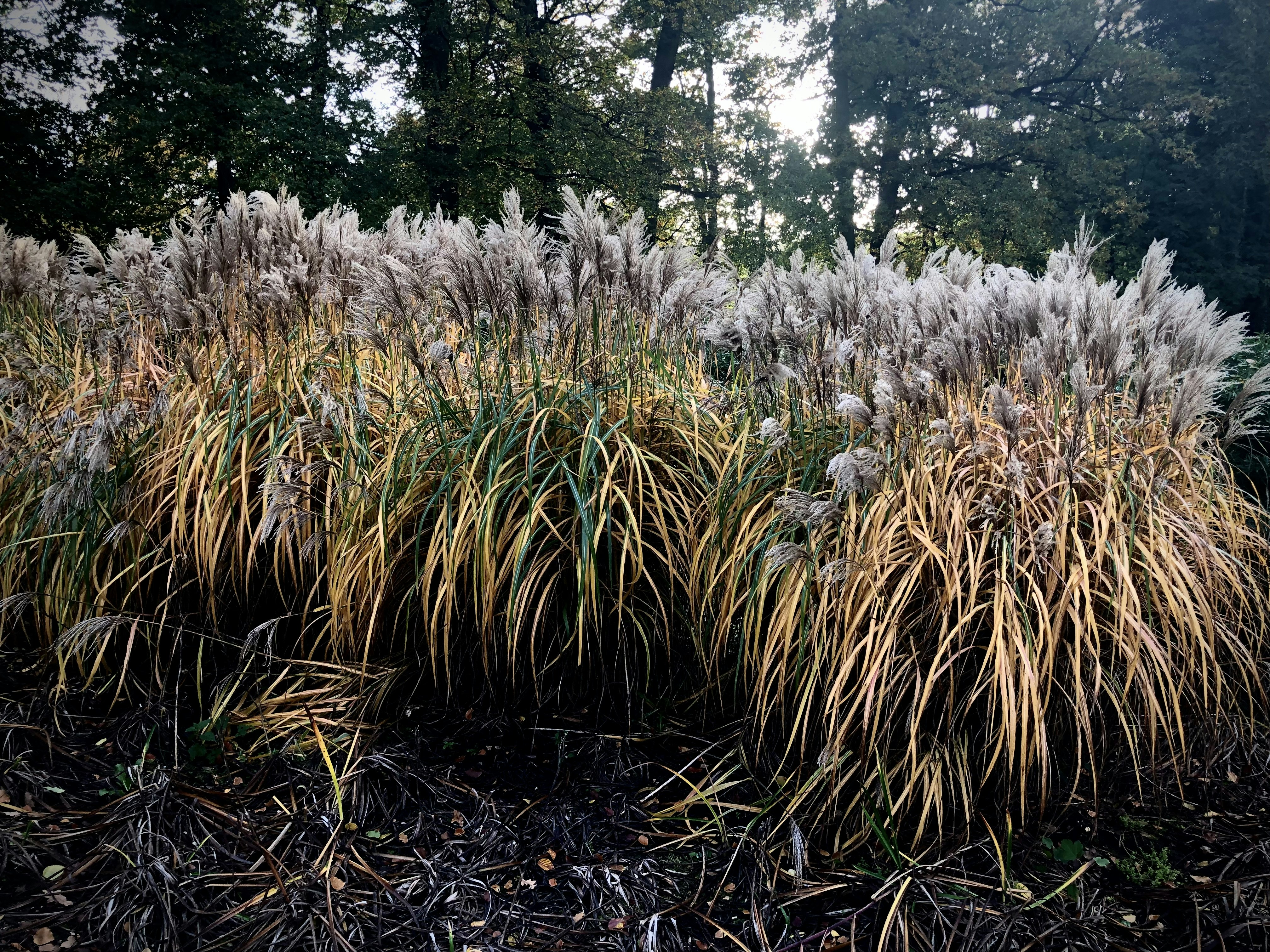 A field of tall grass photo – Free Vegetation Image on Unsplash