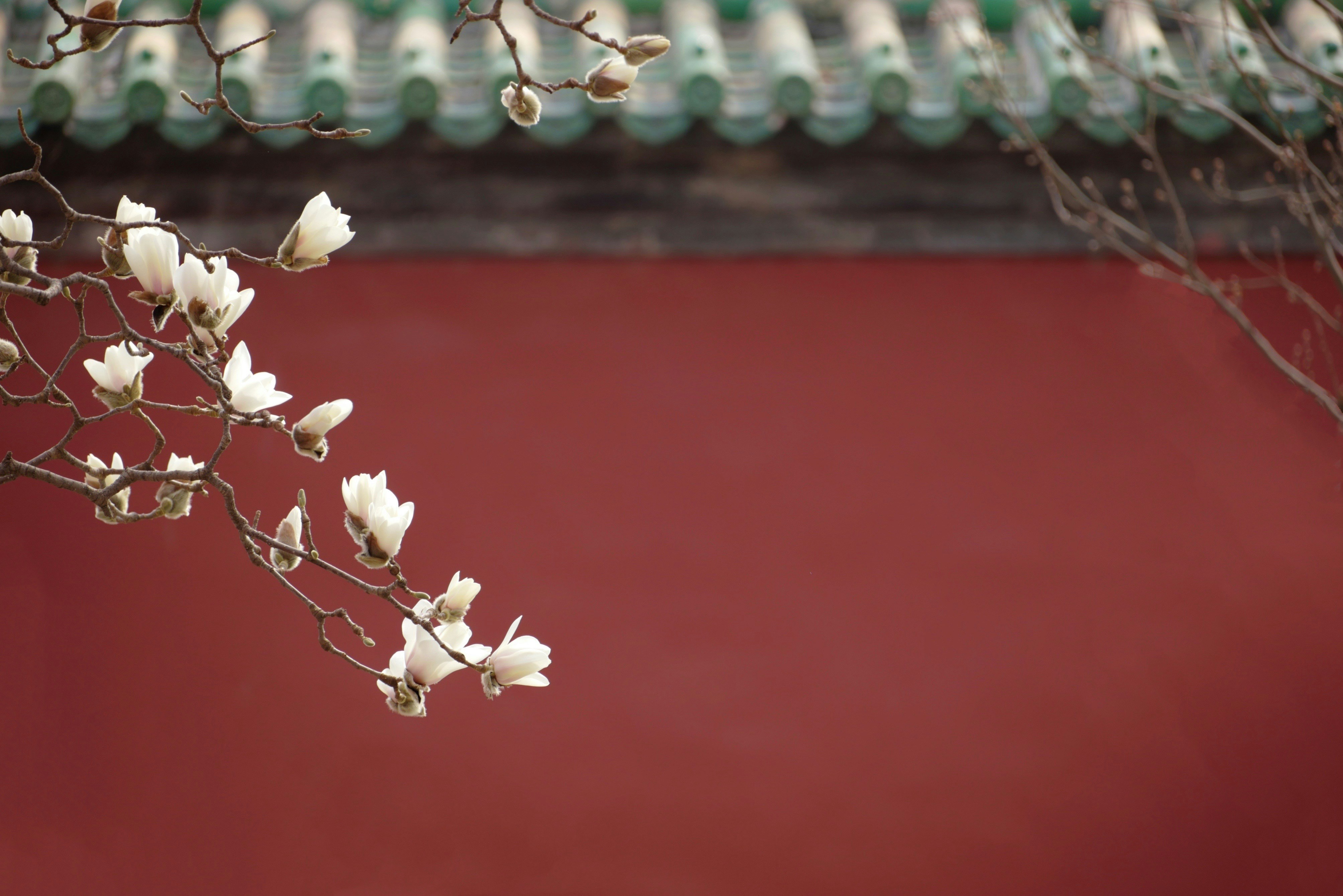a branch with white flowers