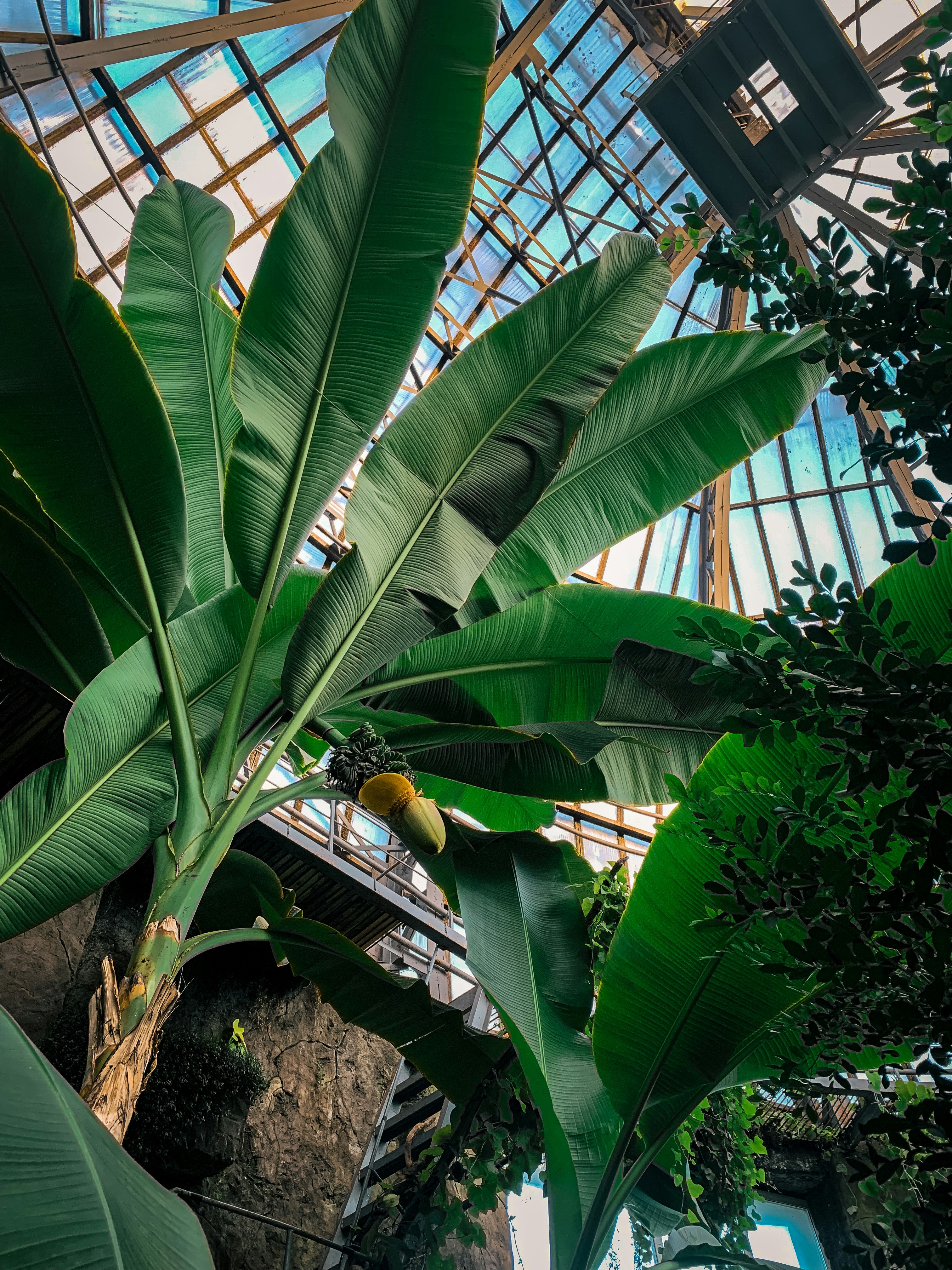 Emerald Canopy: Nature's Architectural Marvel
