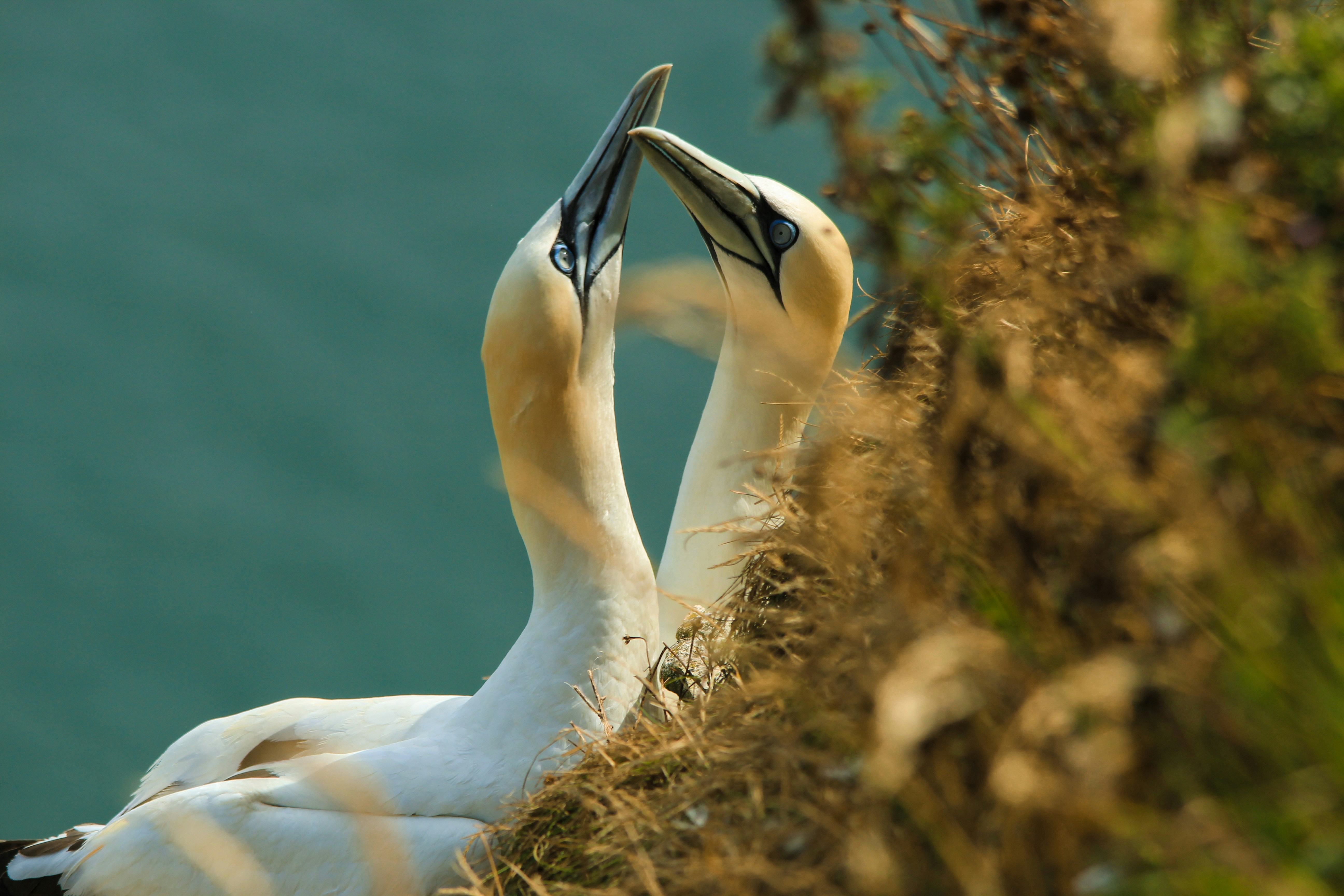 L’accouplement Des Oiseaux Photos | Télécharger des images gratuites ...