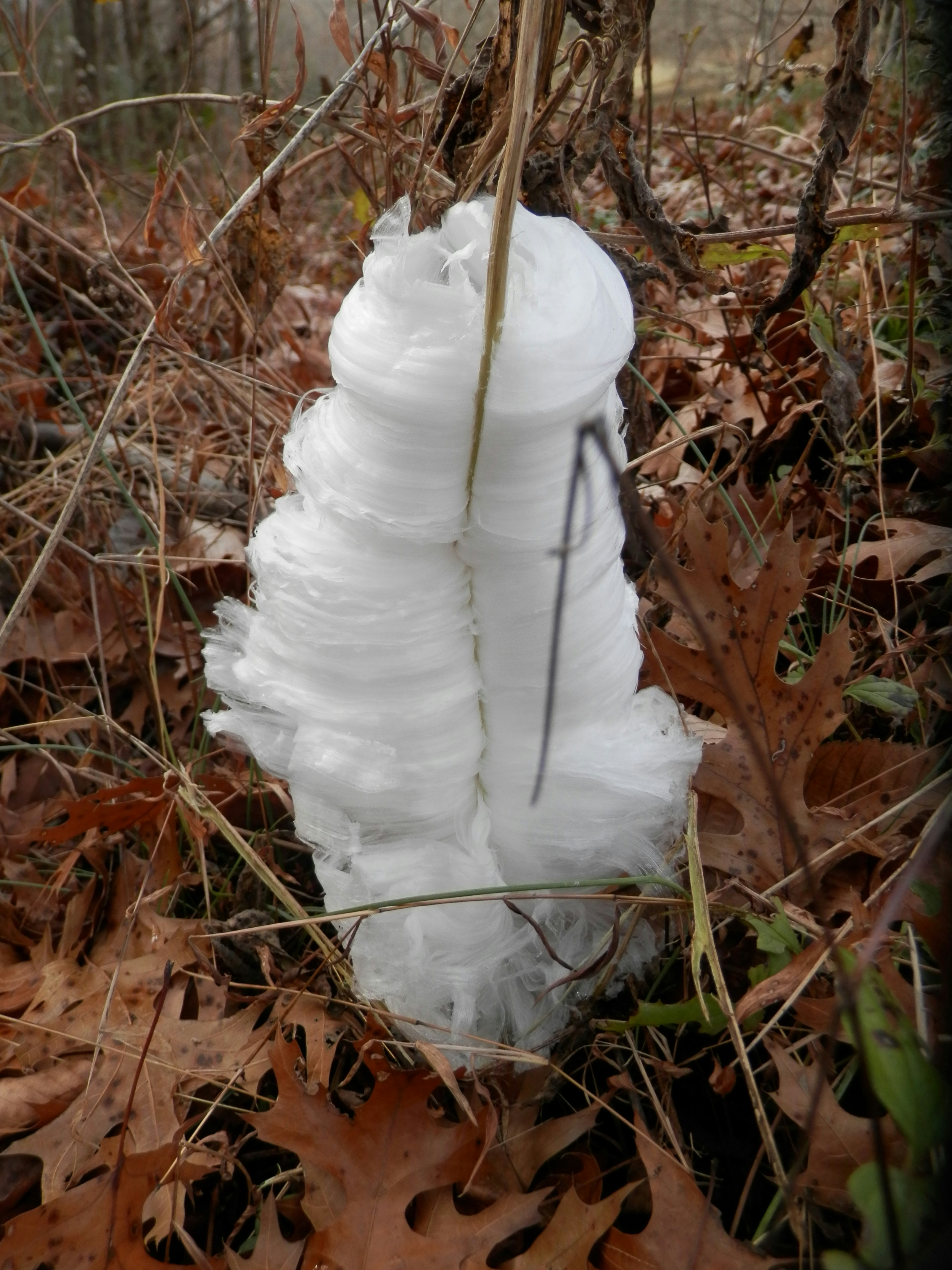 Silken Ice Pillar Rising from Leaf-Litter