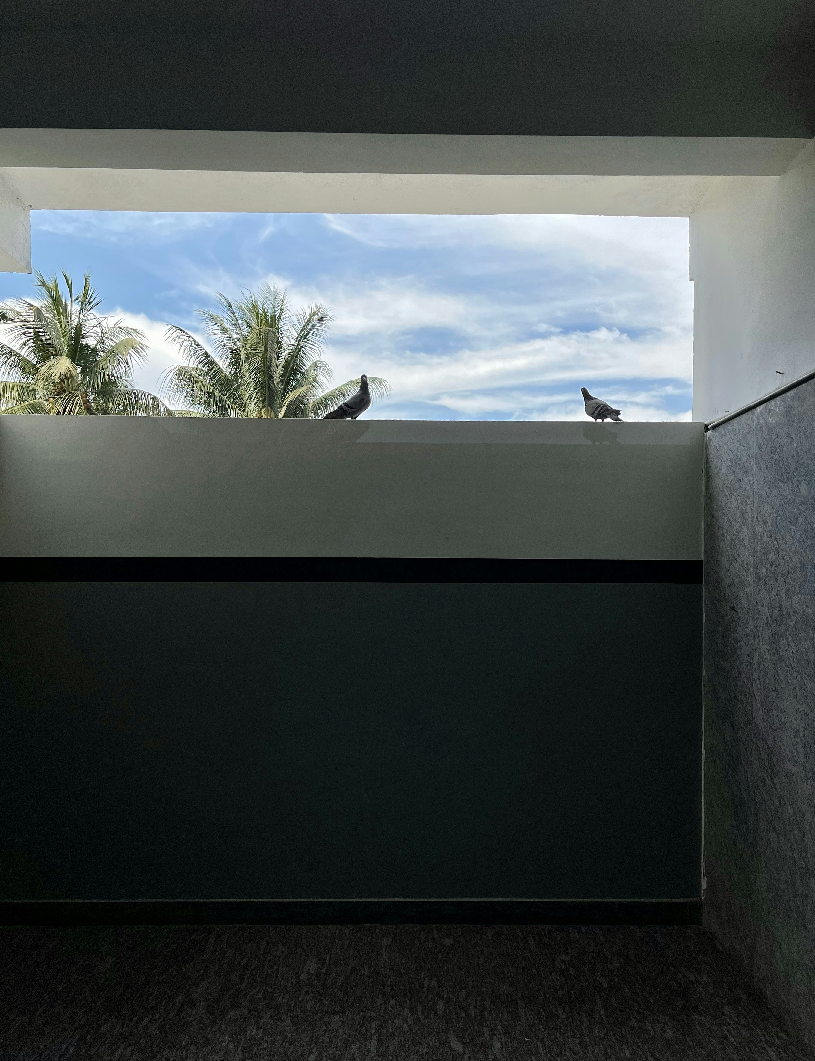 Birds staring at the office folks