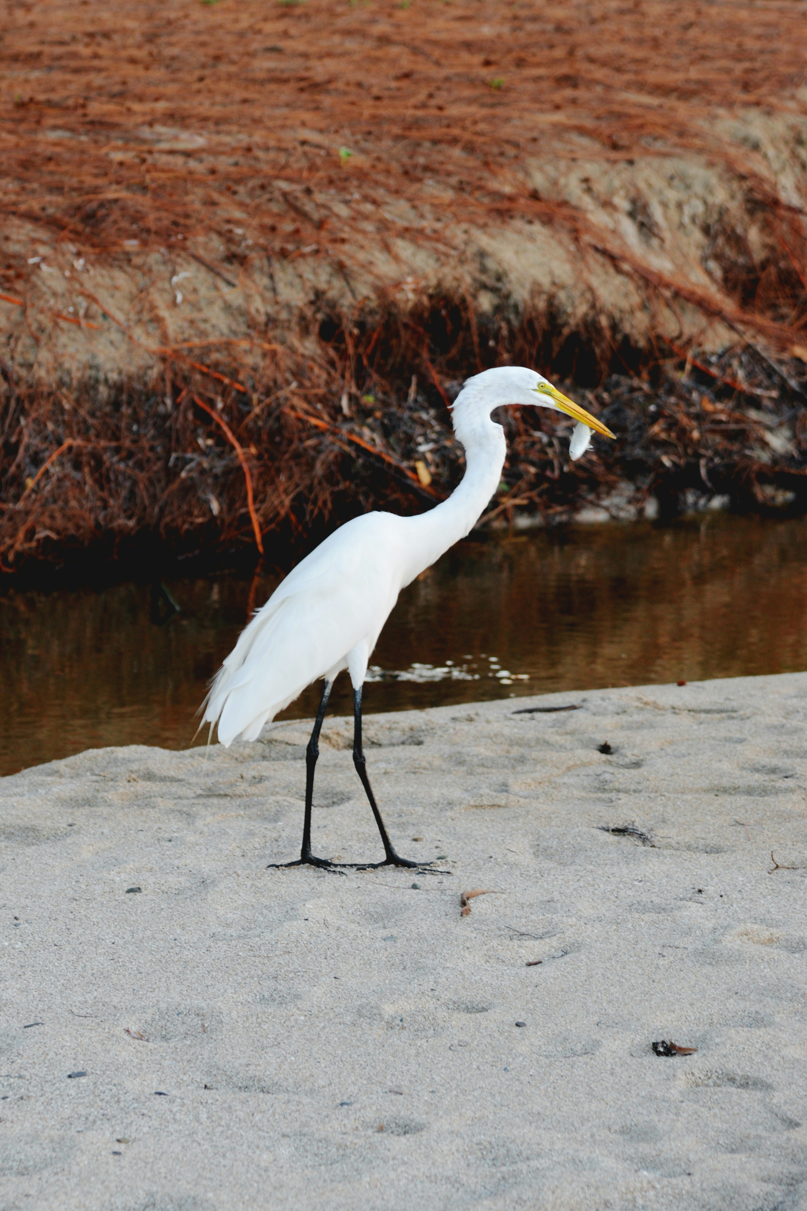 Elegance by the Water's Edge