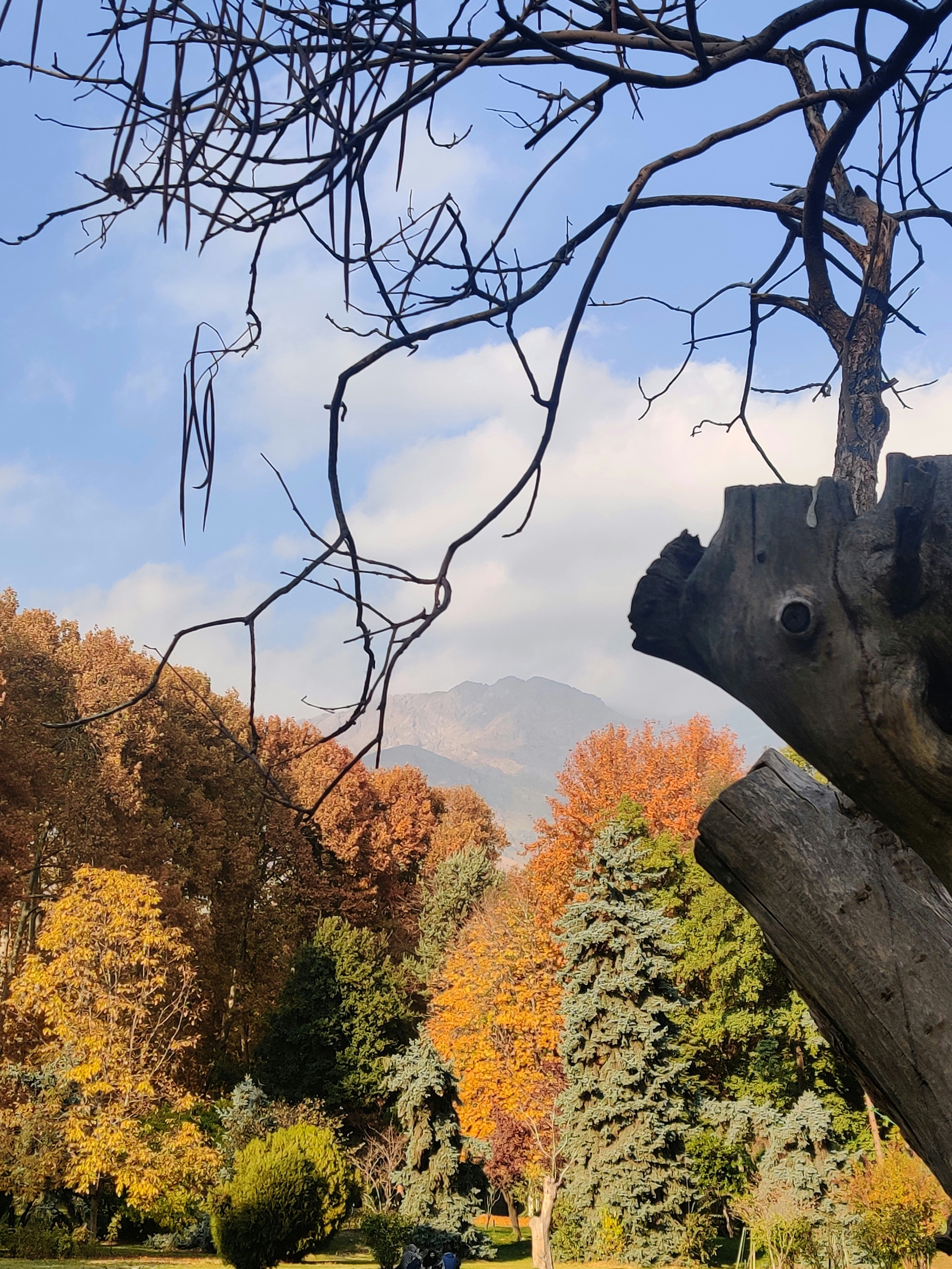 Gnarled Foreground Frame: Autumn Palette over a Quiet Park