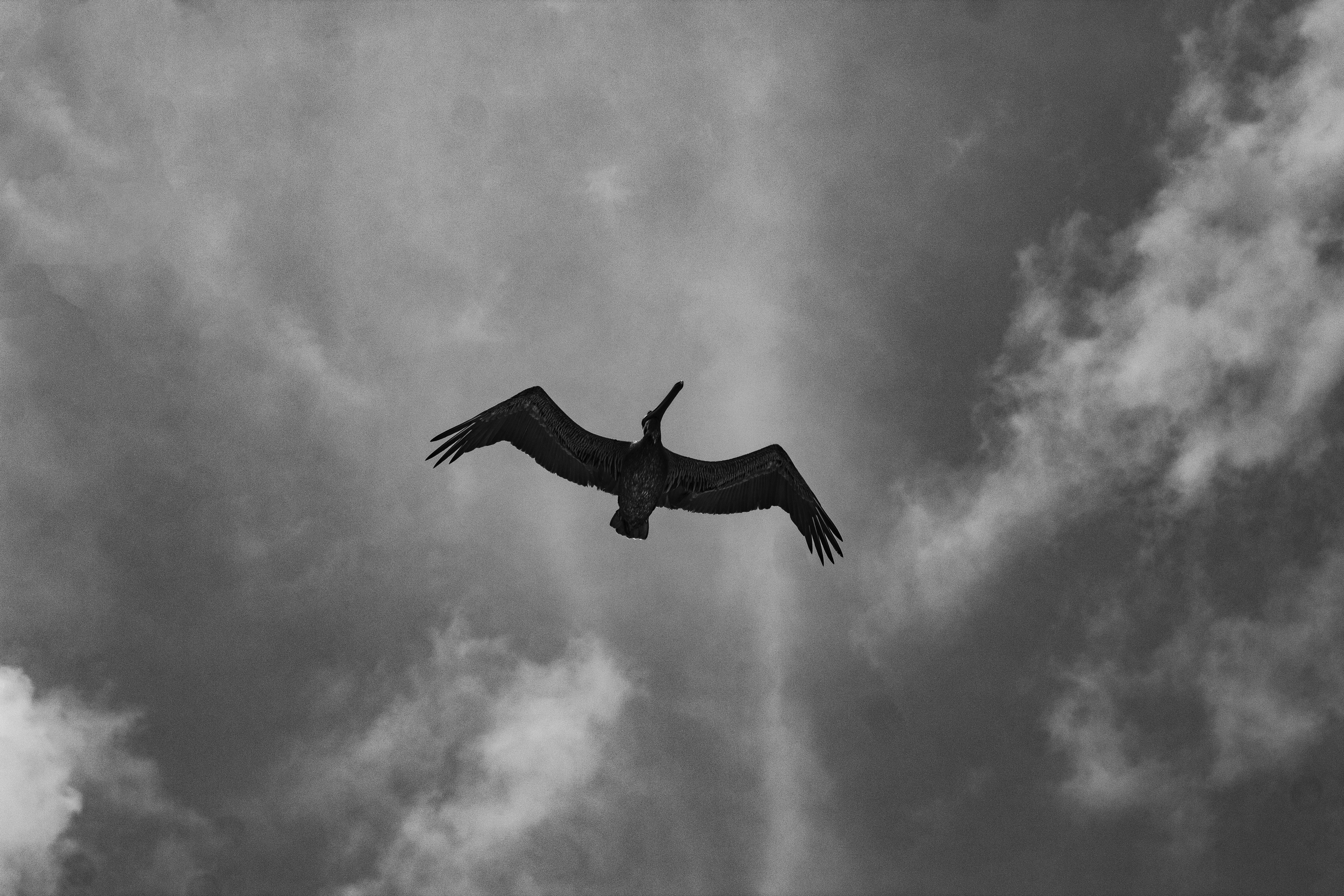 Silhouette in Flight: a lone seabird glides through a cloud-dappled sky