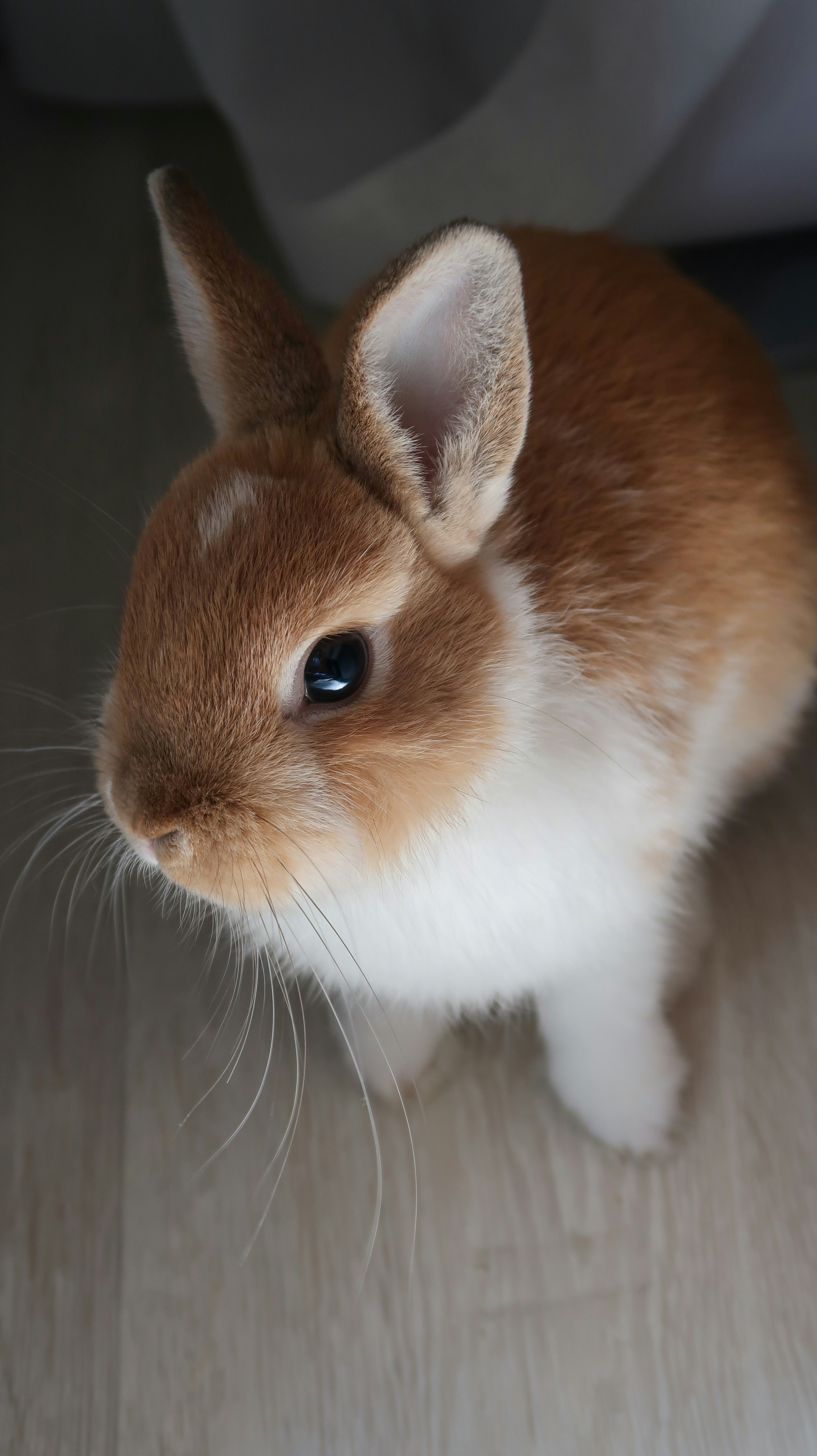 A brown and white bunny photo – Free Animal Image on Unsplash