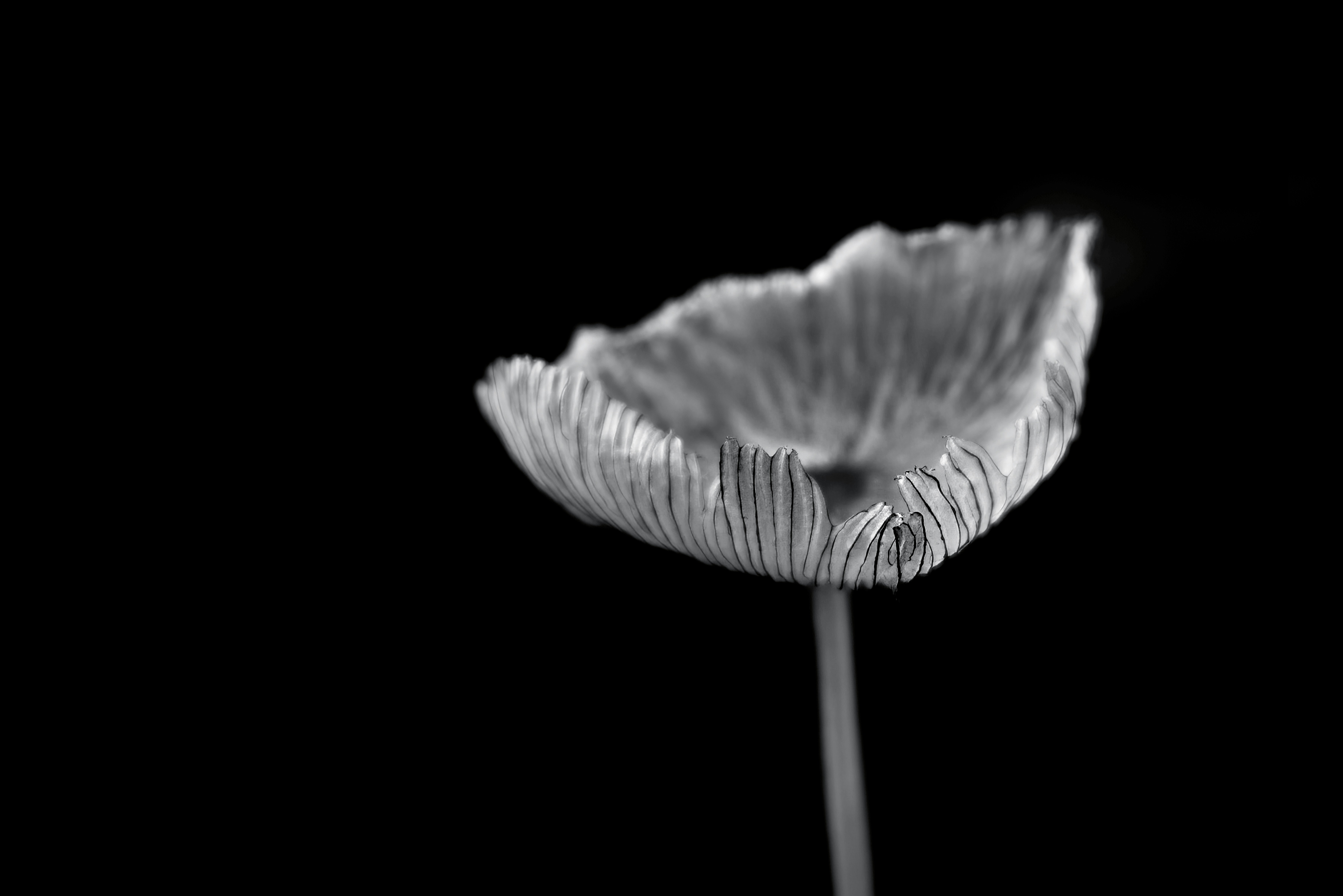 a close-up of a leaf