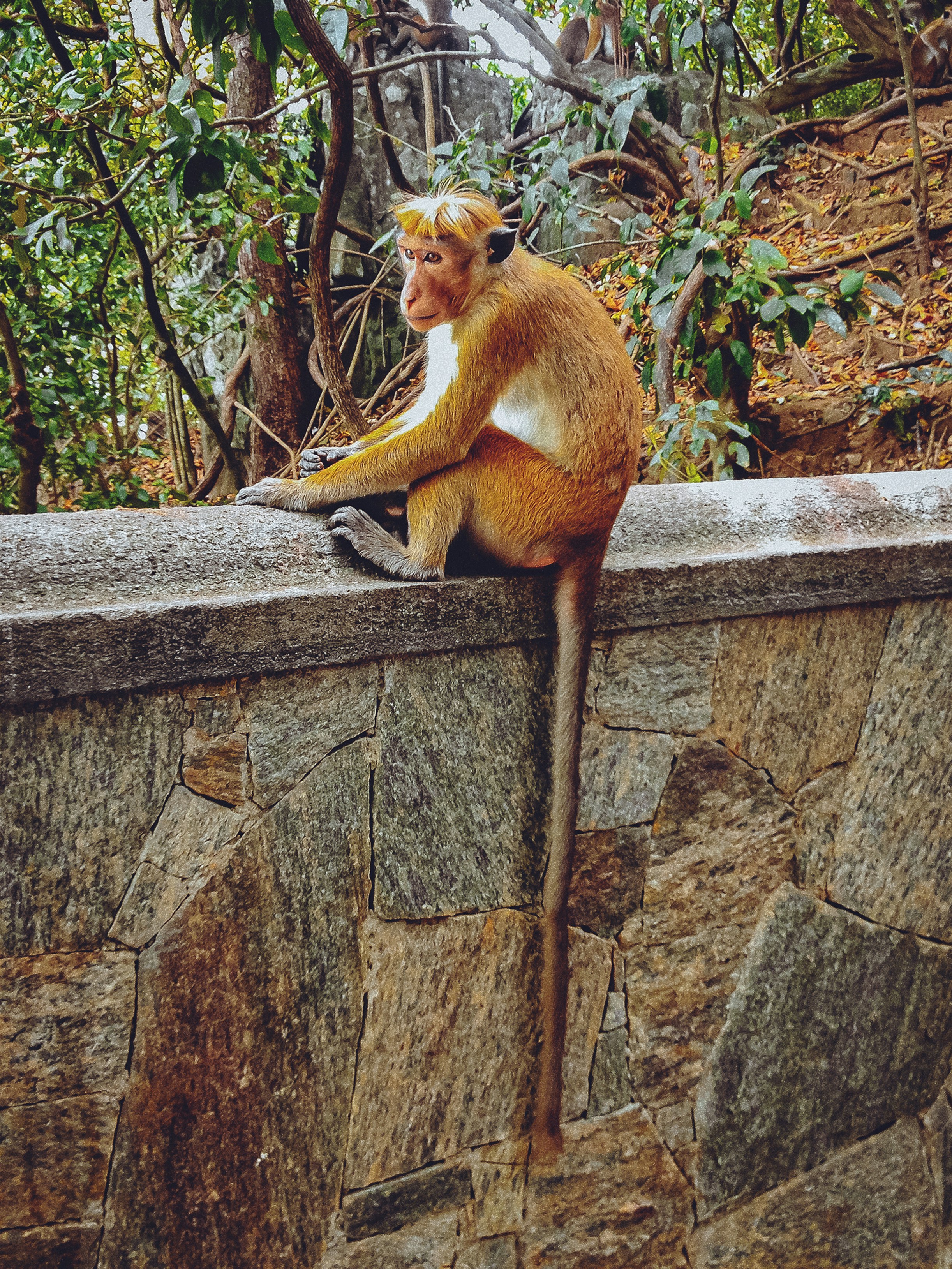 a monkey sitting on a rock
