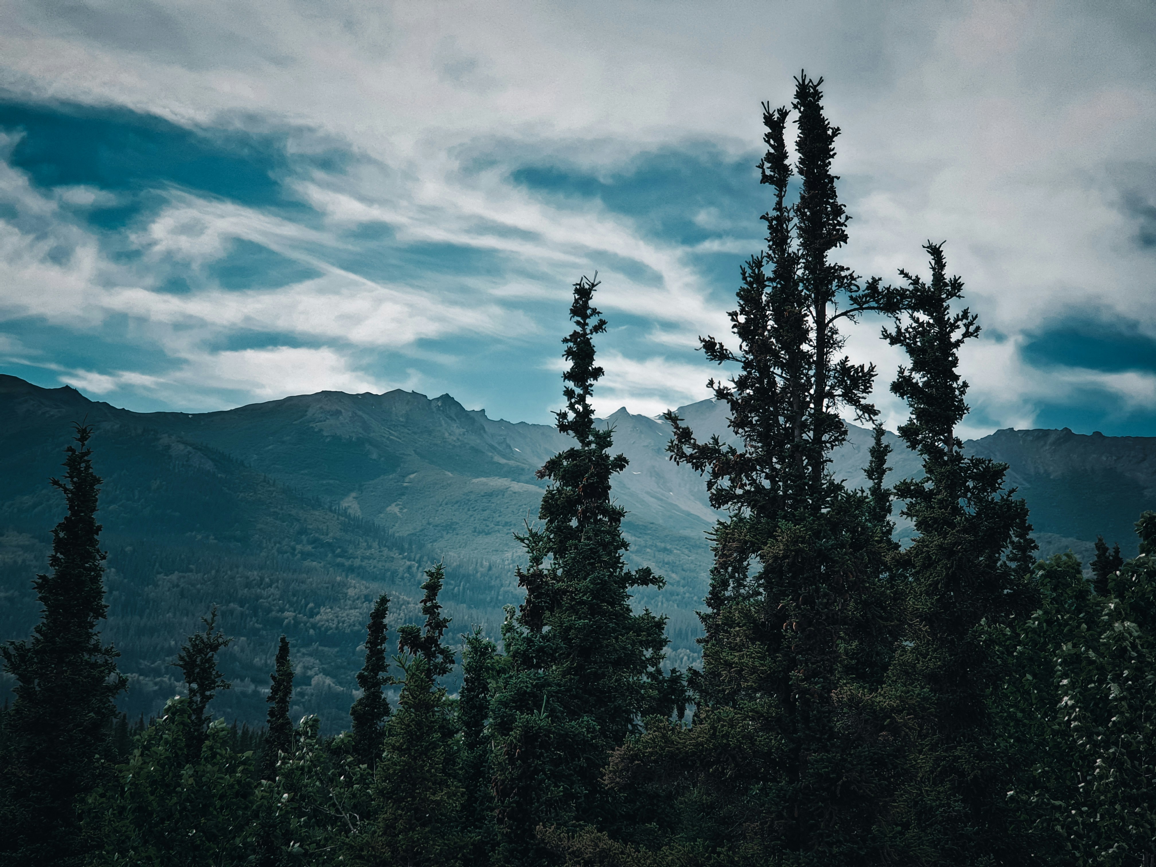 A group of trees in a forest photo – Free Usa Image on Unsplash