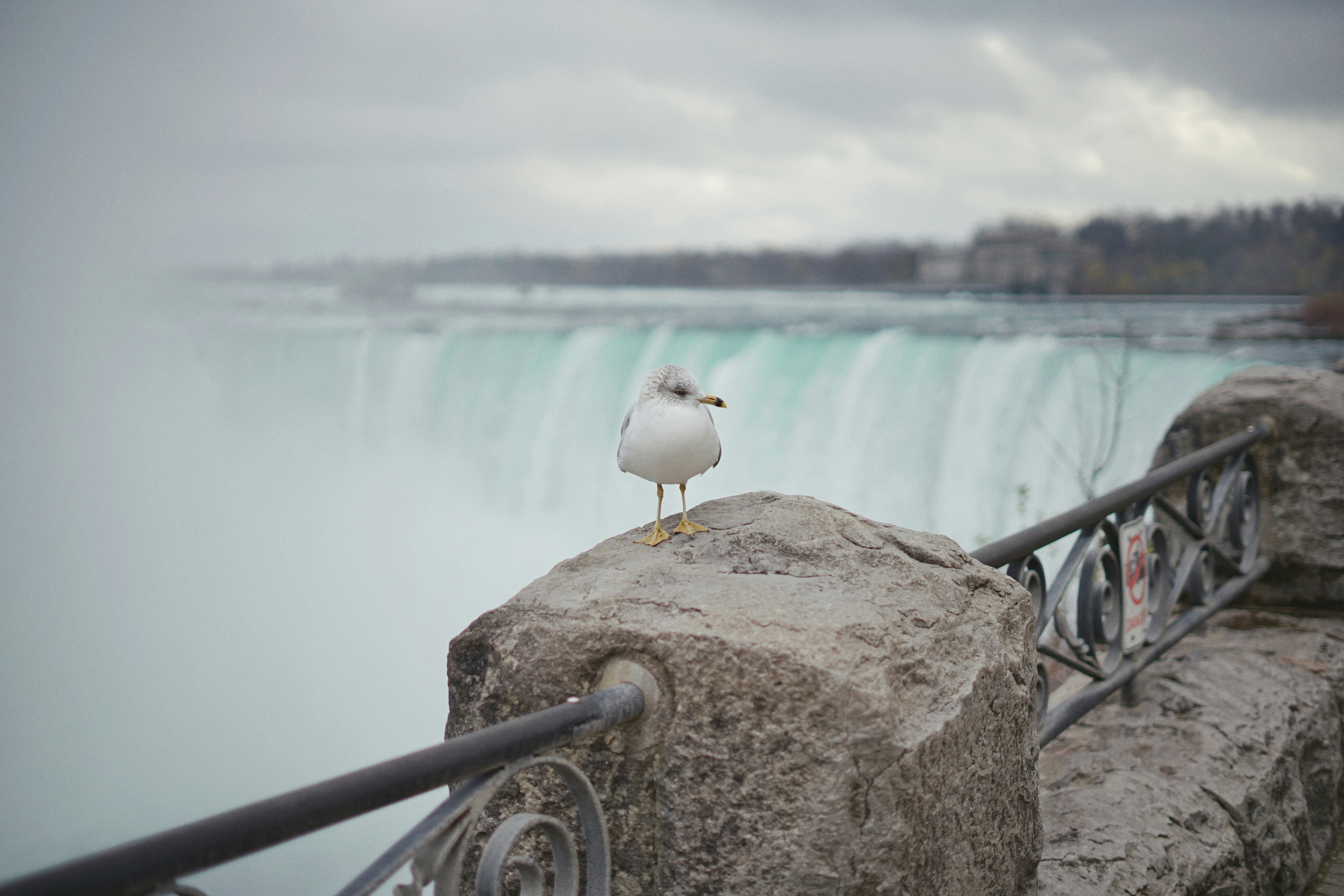 Seagull Sentinel on a Stone Beacon Over Niagara’s Veil