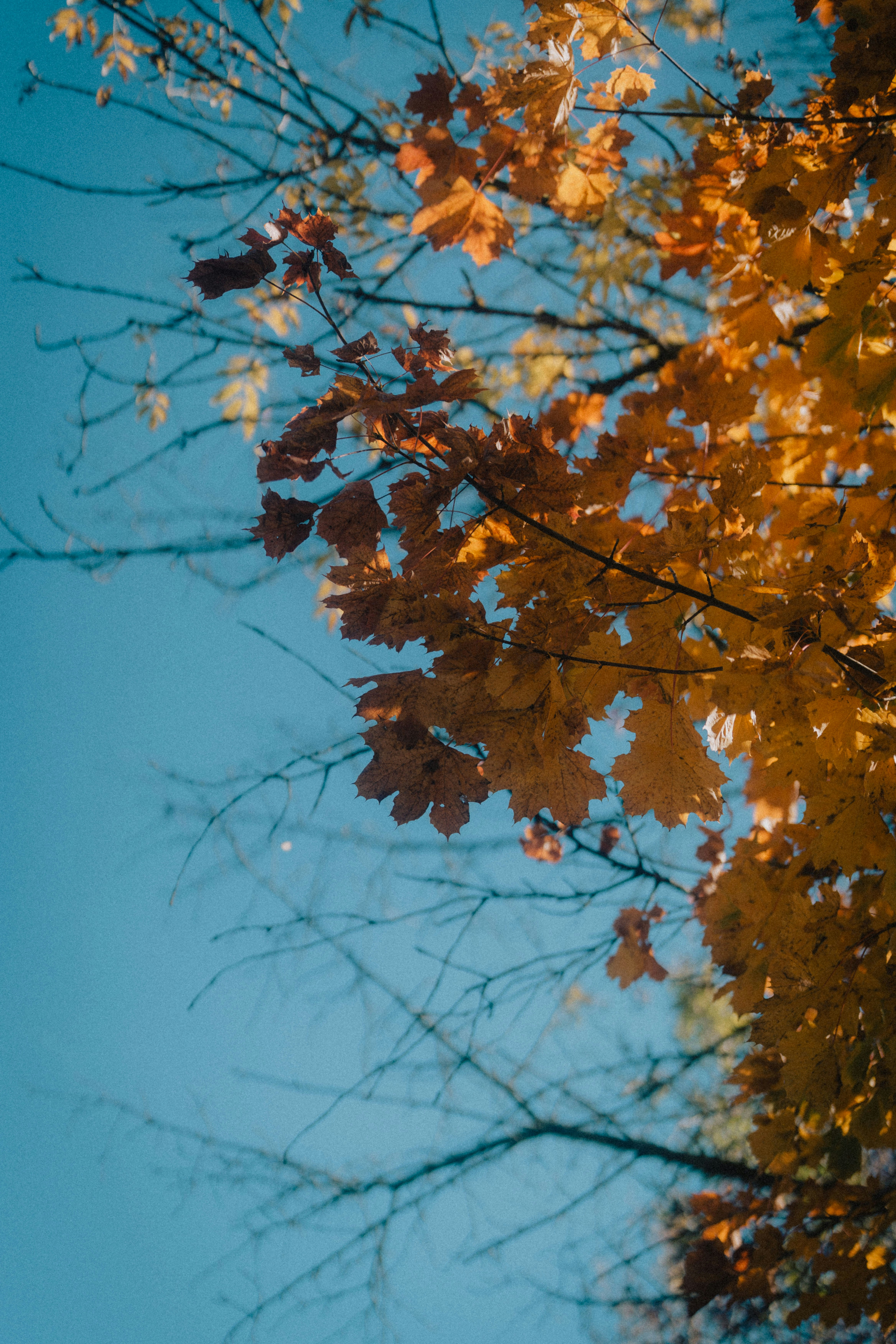 Photo by Maximilian Zahn with Sony Alpha 7 IV