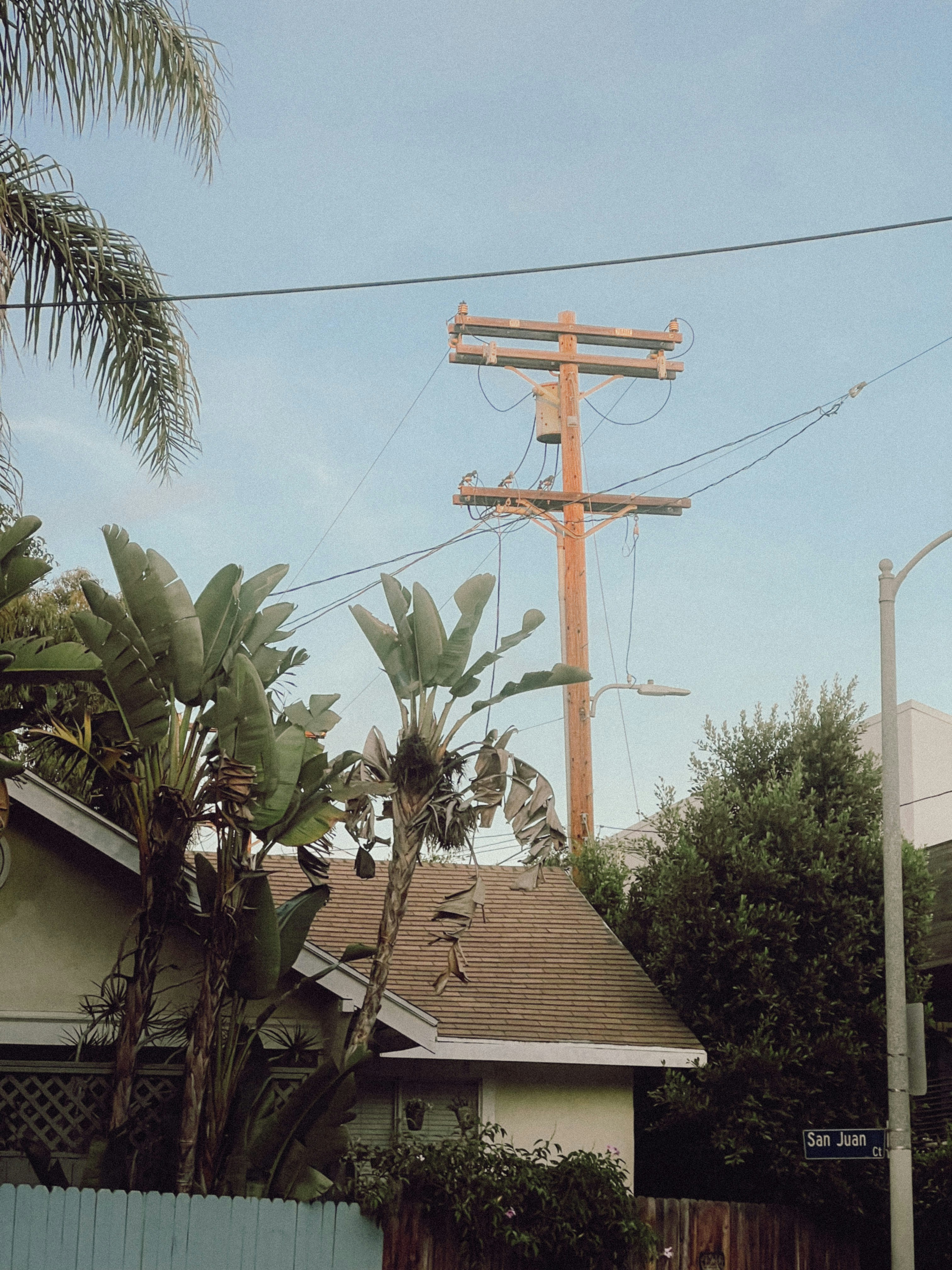 Palm Fronds and a Wooden Pole: A Quiet Suburban Portrait