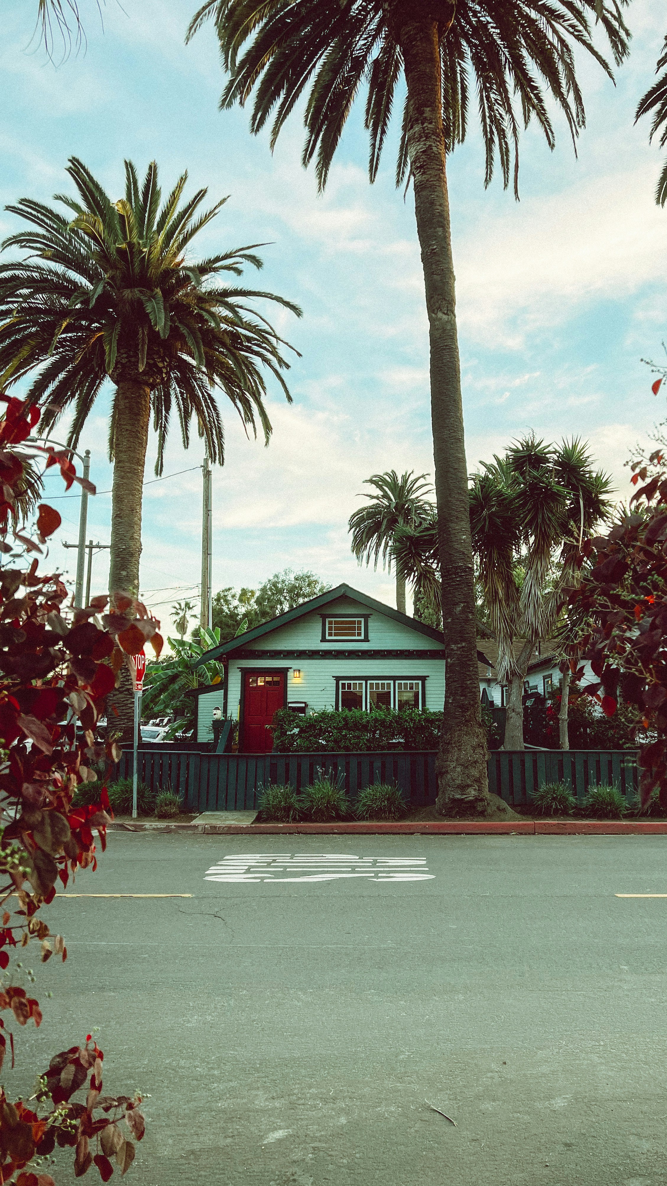 Red Front Door Beneath a Palm Cathedral on a Quiet Street