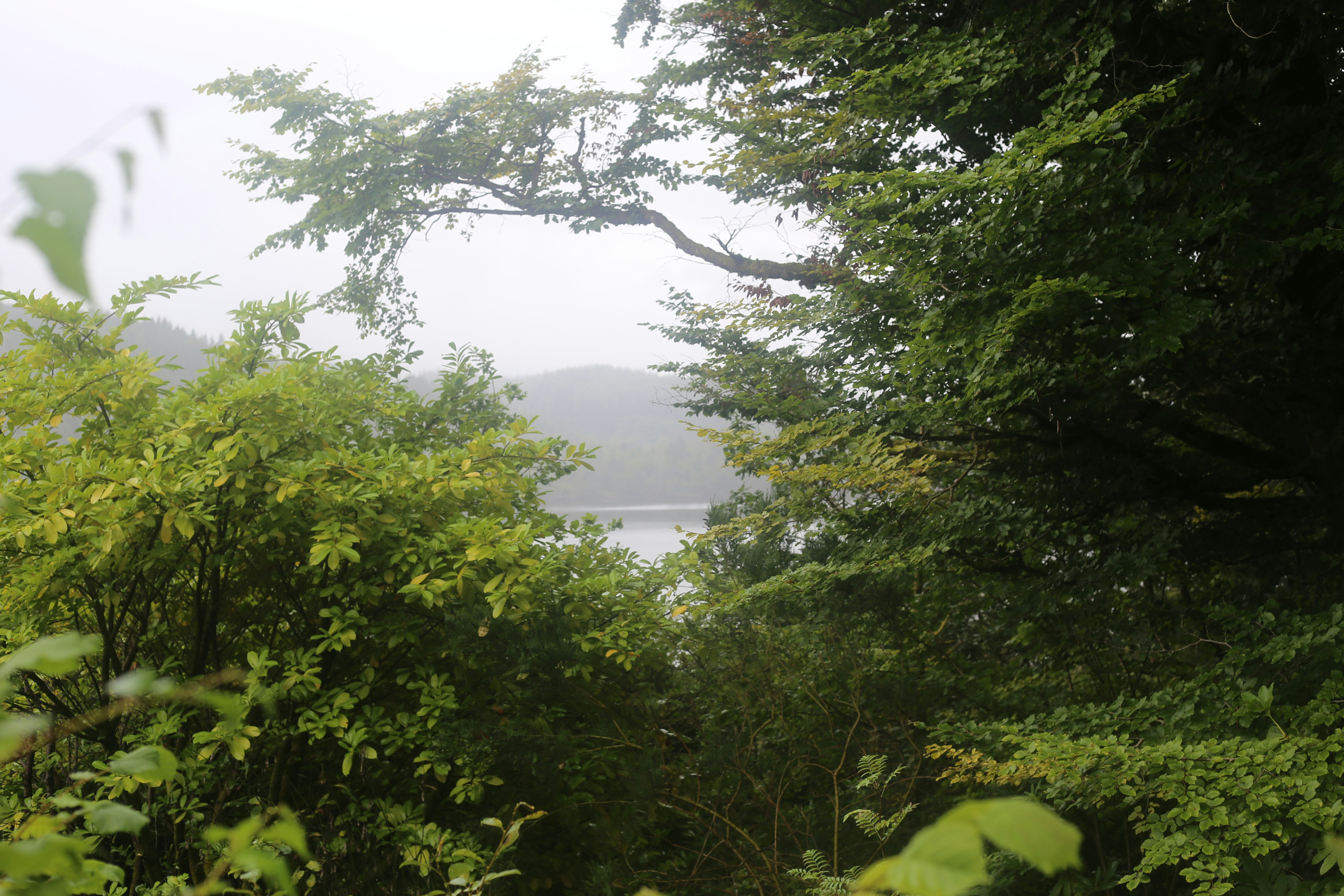 A view of a lake through trees photo – Free United kingdom Image on ...