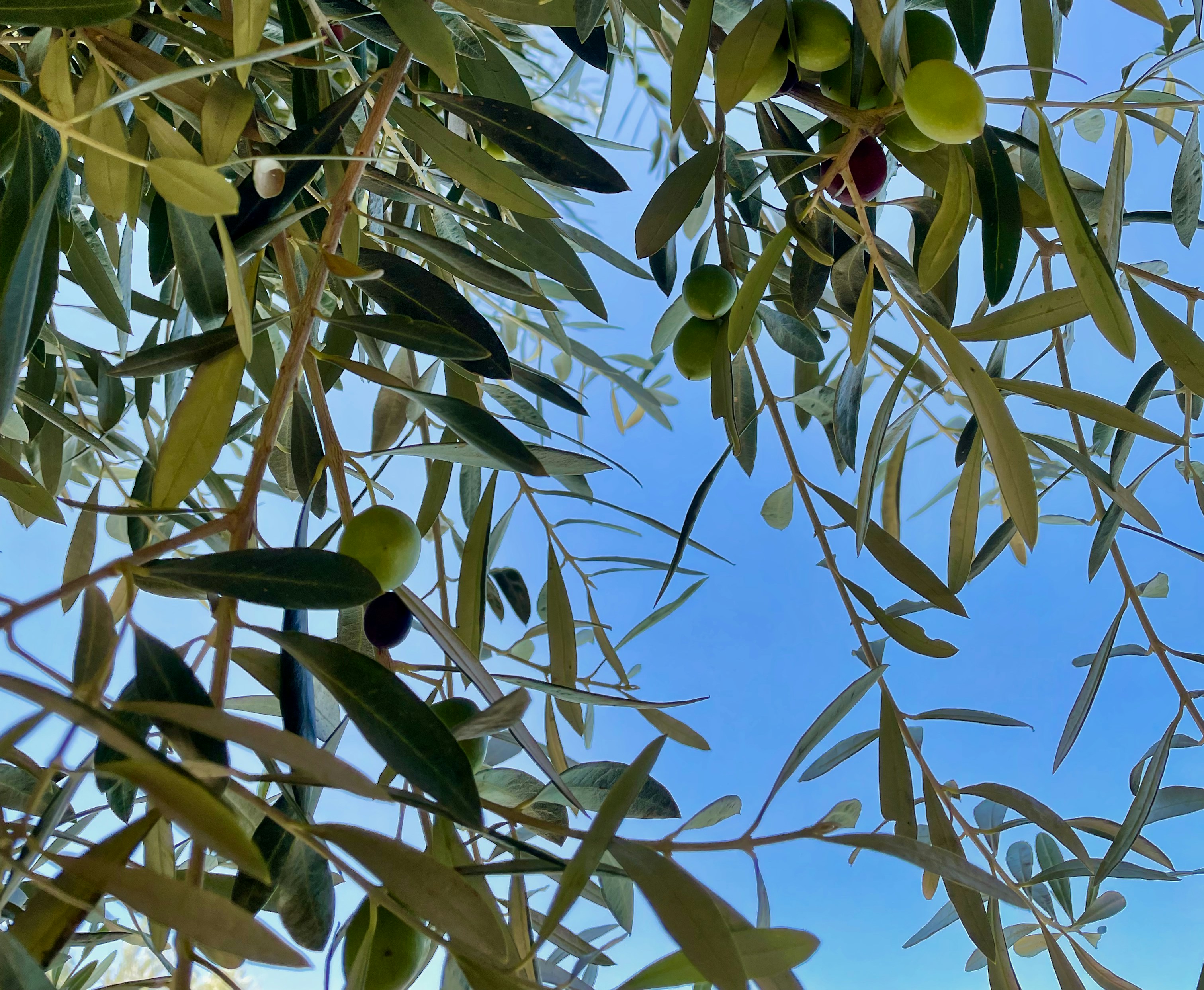 Olive Background Pictures | Download Free Images on Unsplash