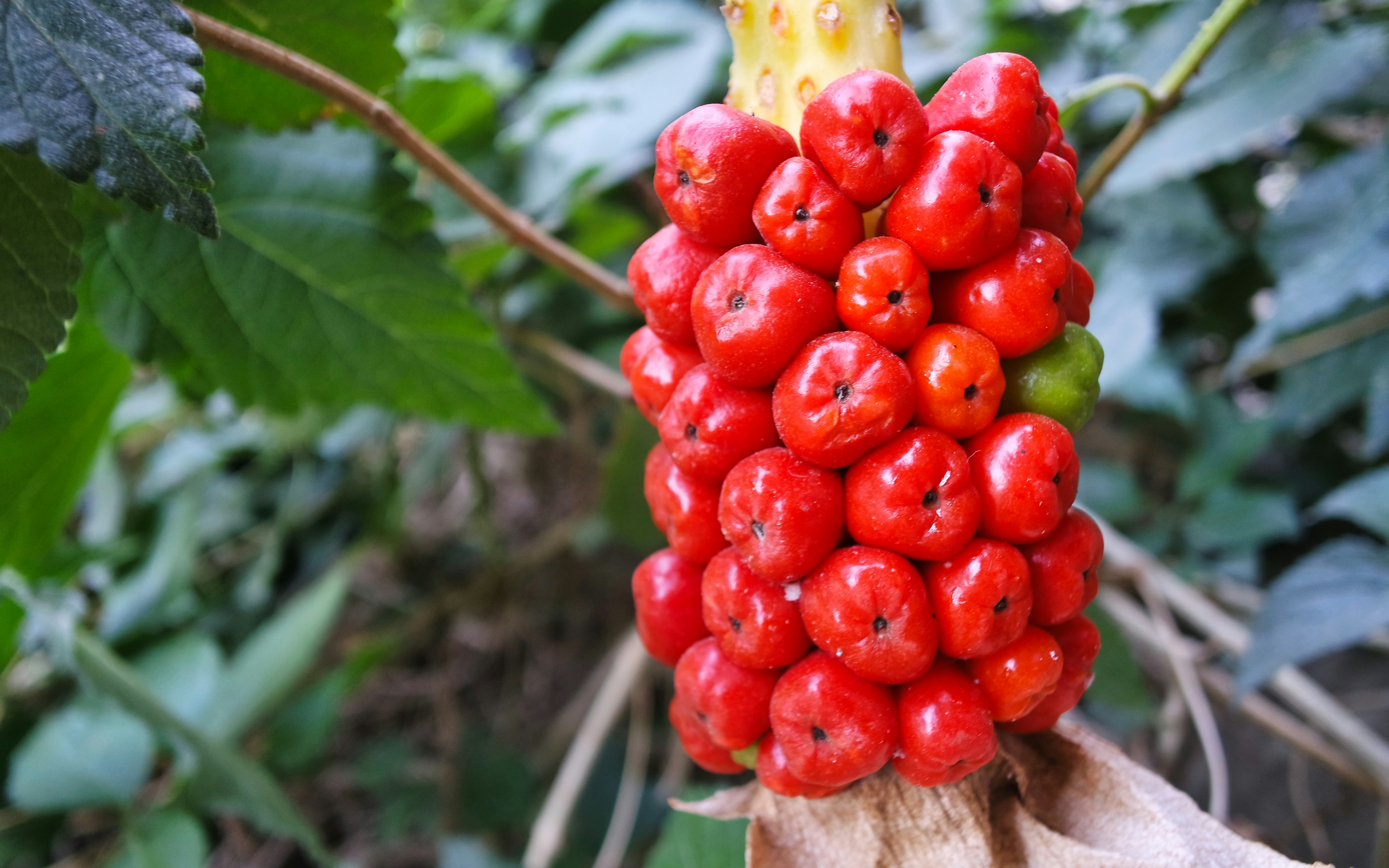 Close-up photograph of a bright red berry cluster on a stem with green foliage in the background.