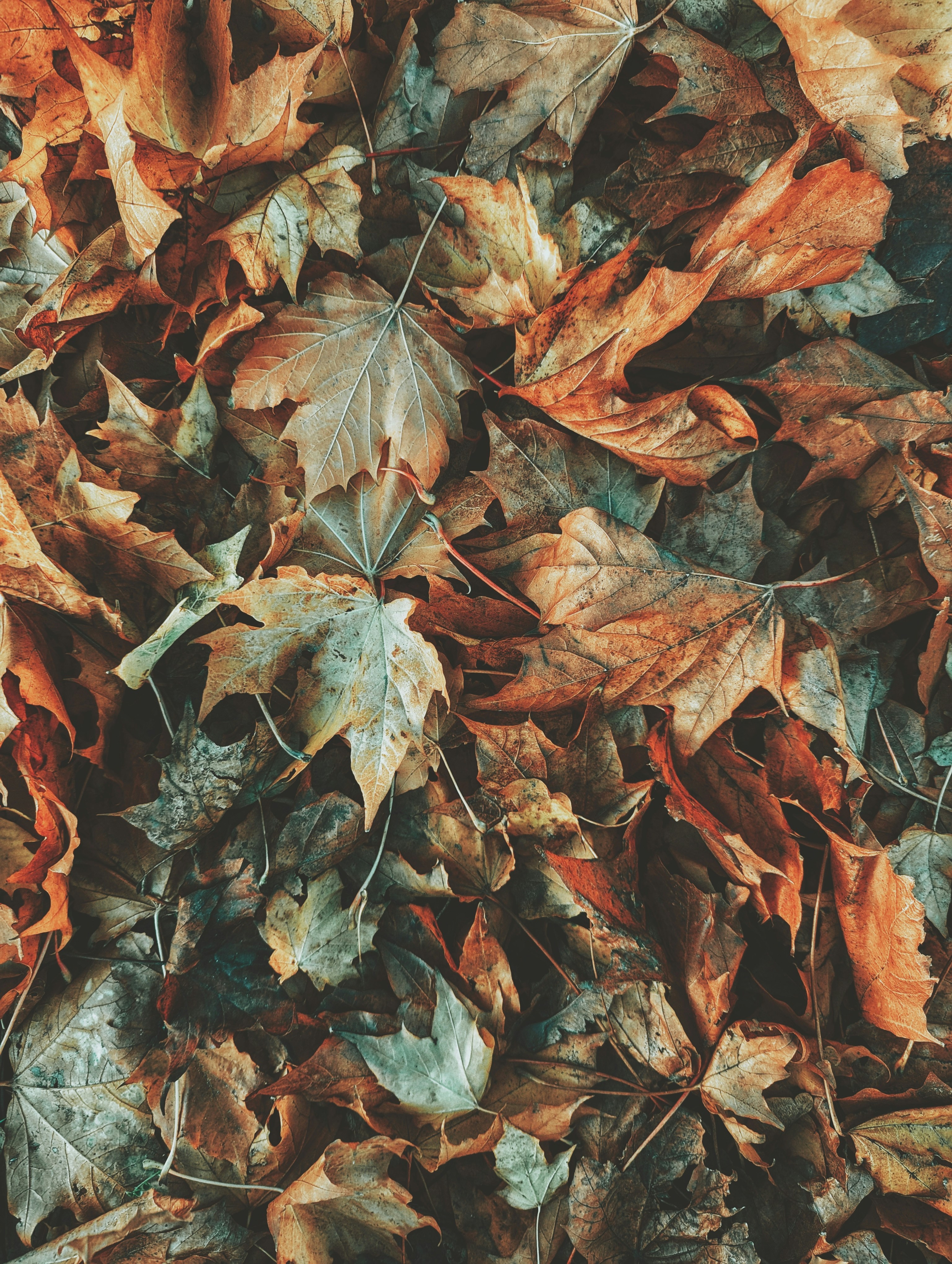A vibrant collection of autumn leaves in varying shades of orange, brown, and gray, creating a natural carpet on the ground.
