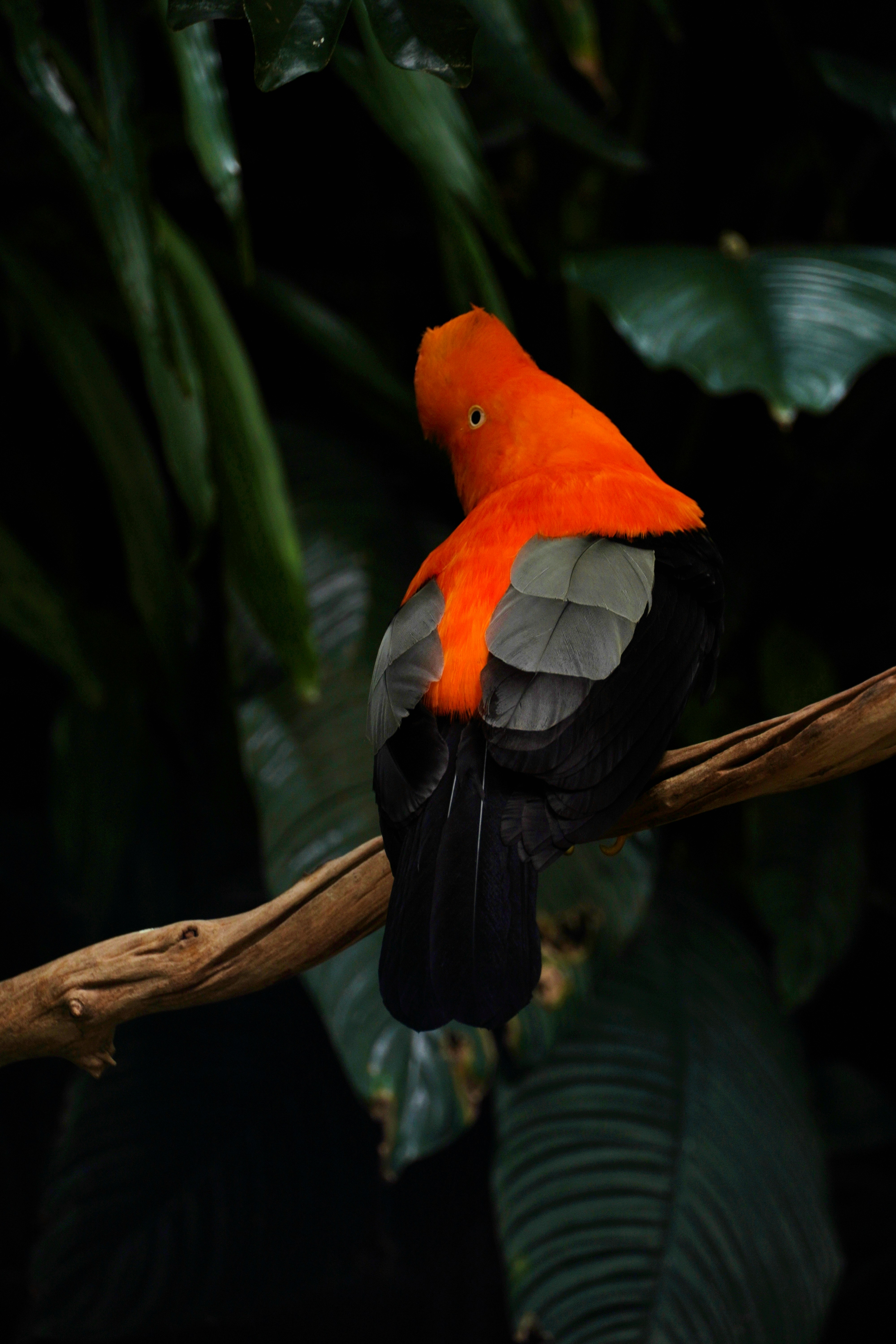 a bird on a branch