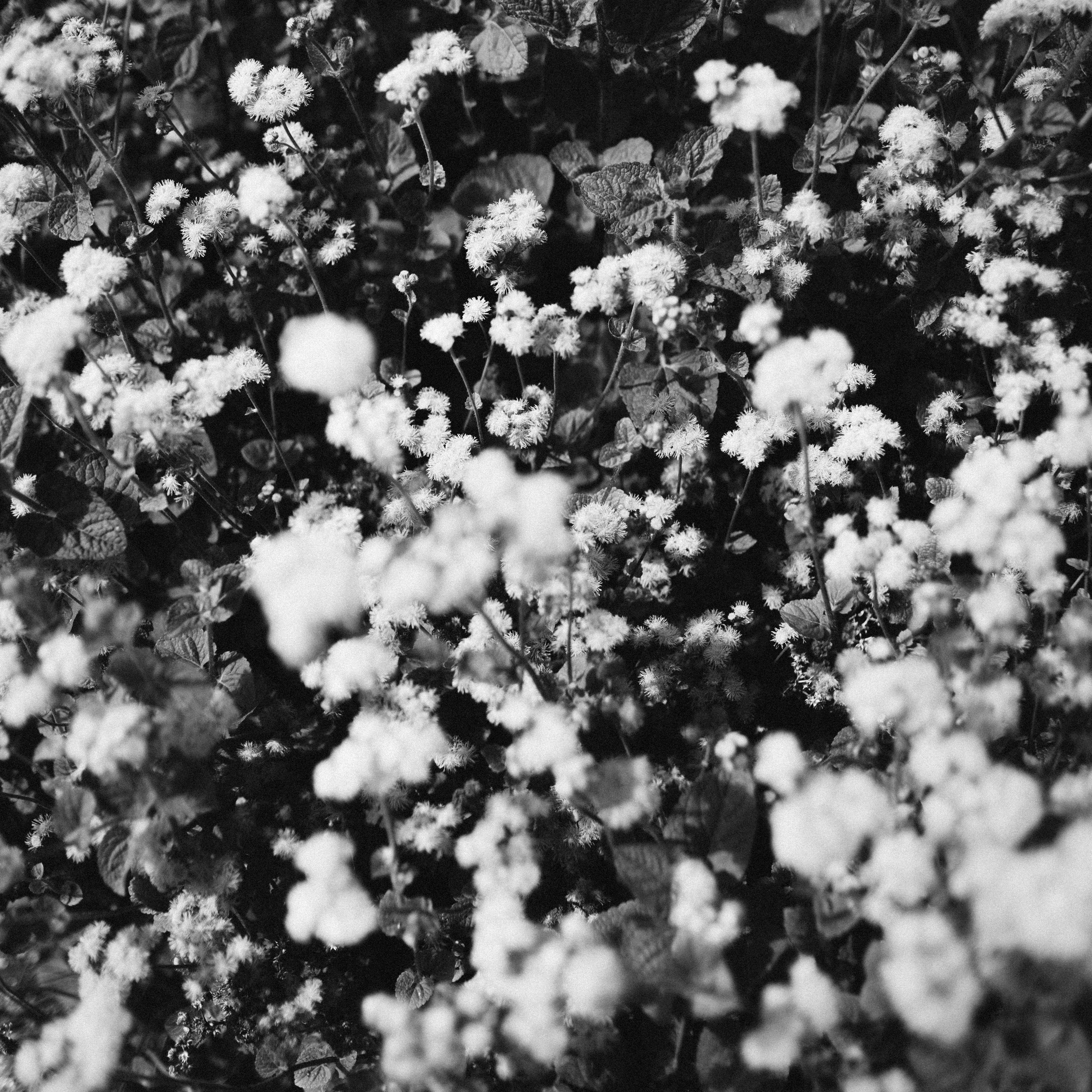 a close up of white flowers