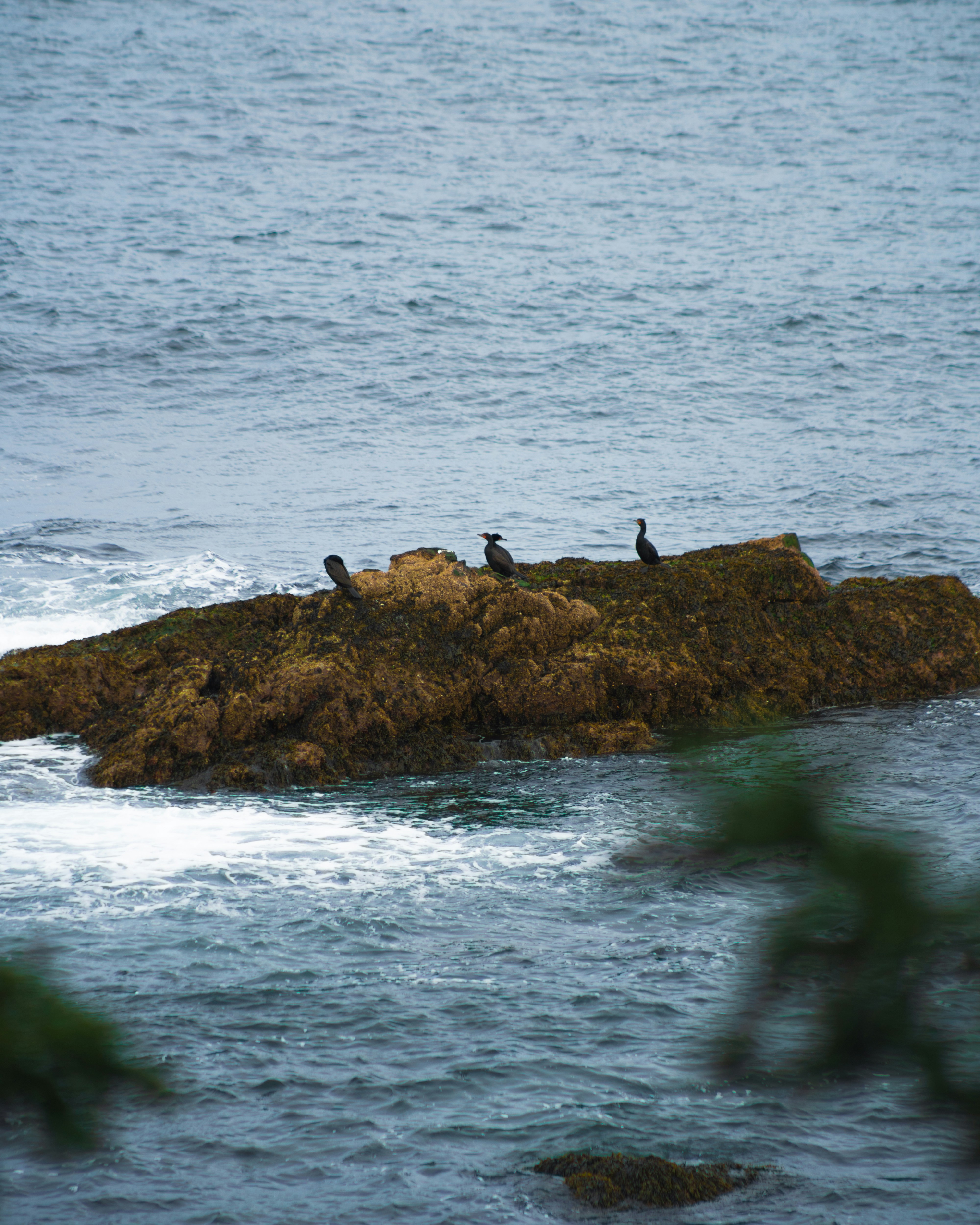 Three Seabirds Perch on a Weathered Rock Amid Lapping Seas
