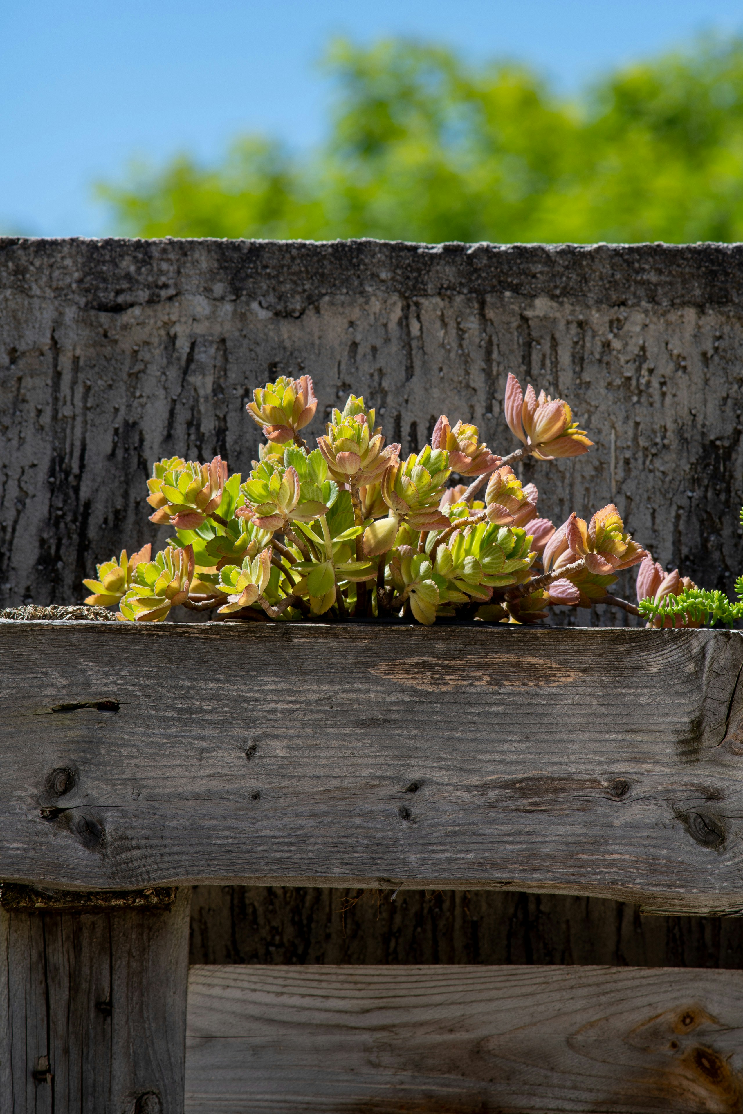 Verdant Life Pushing Through Weathered Wood