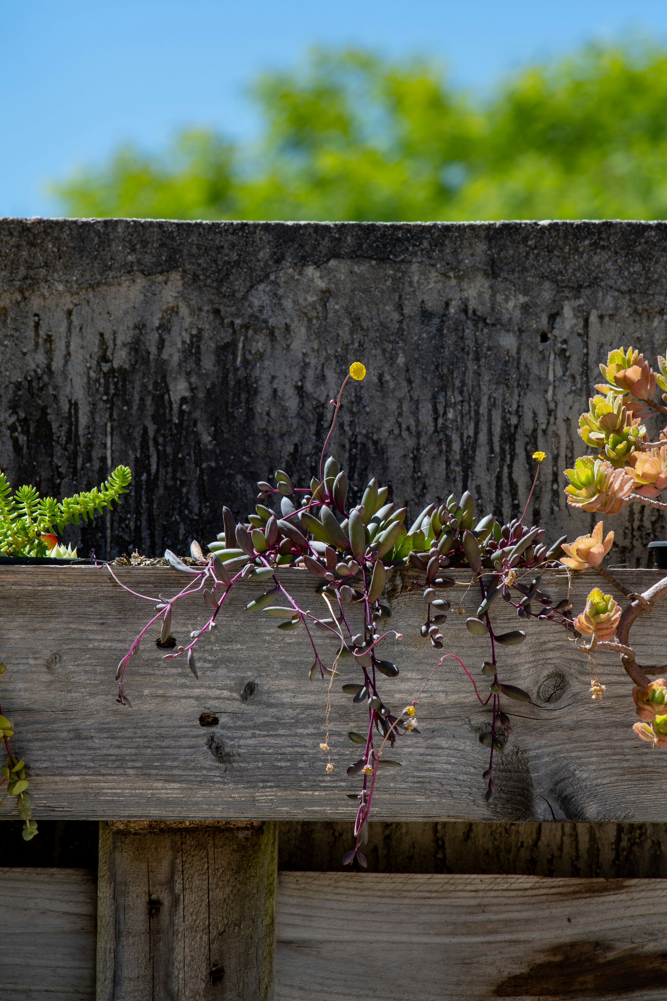  planter box shadows and succulents on weathered wood